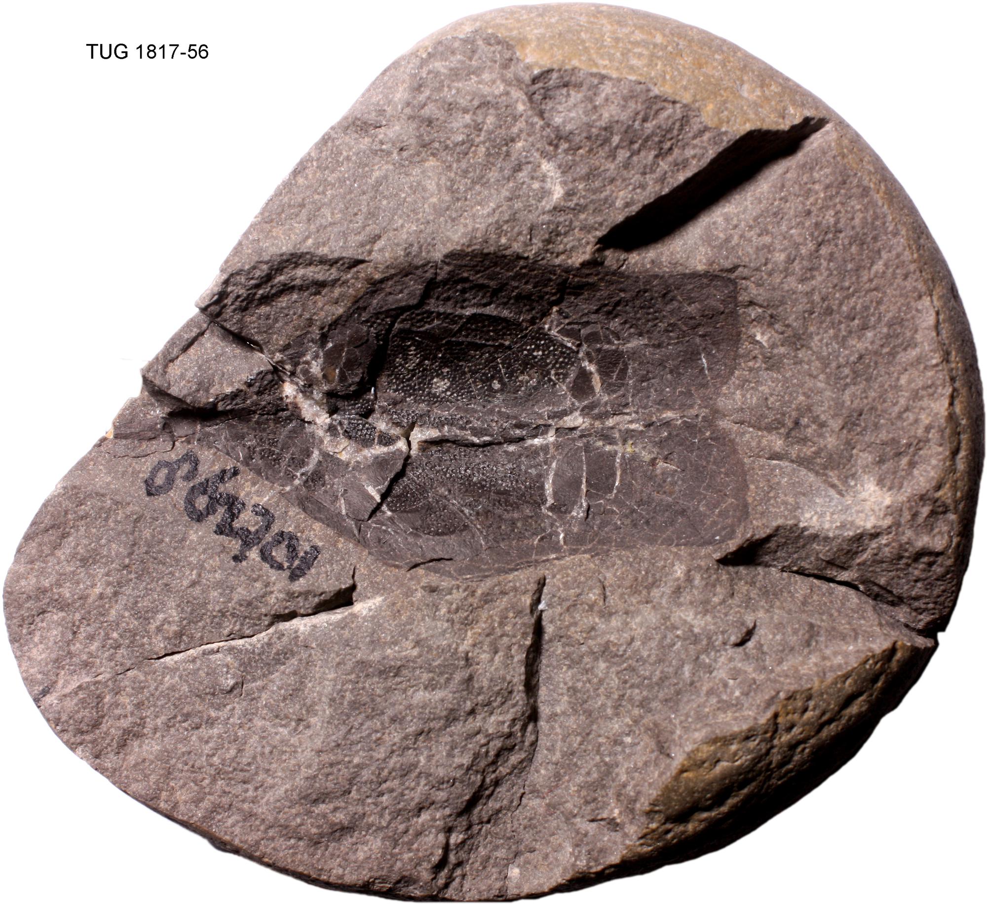 Coccosteus cuspidatus | fossiilid.info