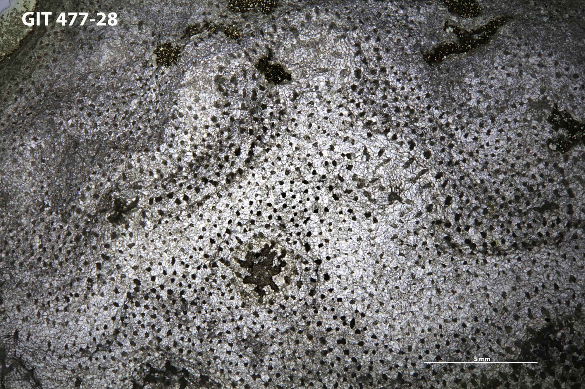 Labechia macrostyla | Fossiilid.info