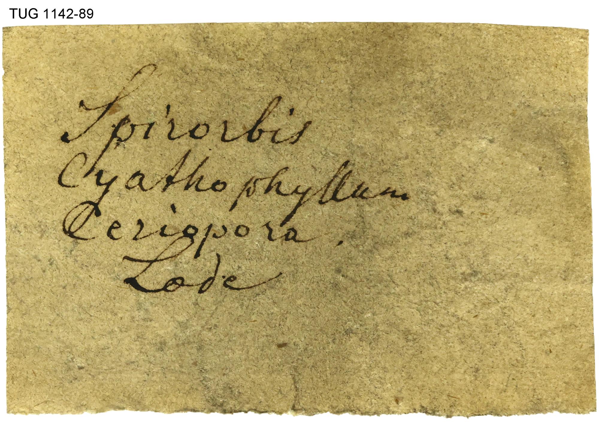 Cyathophyllum | Fossiilid.info