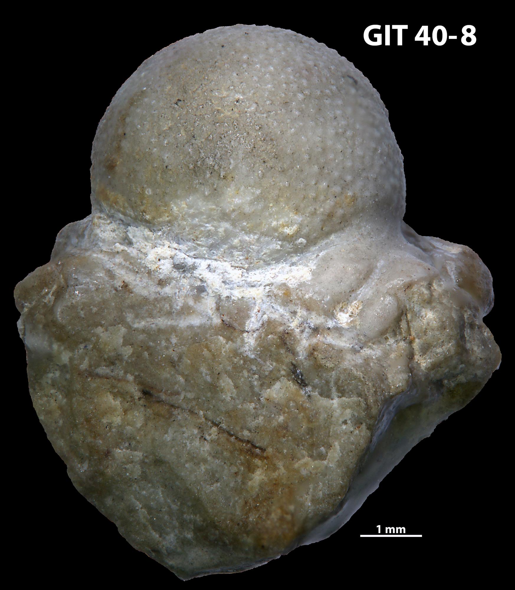 Sphaerocoryphe | Fossiilid.info