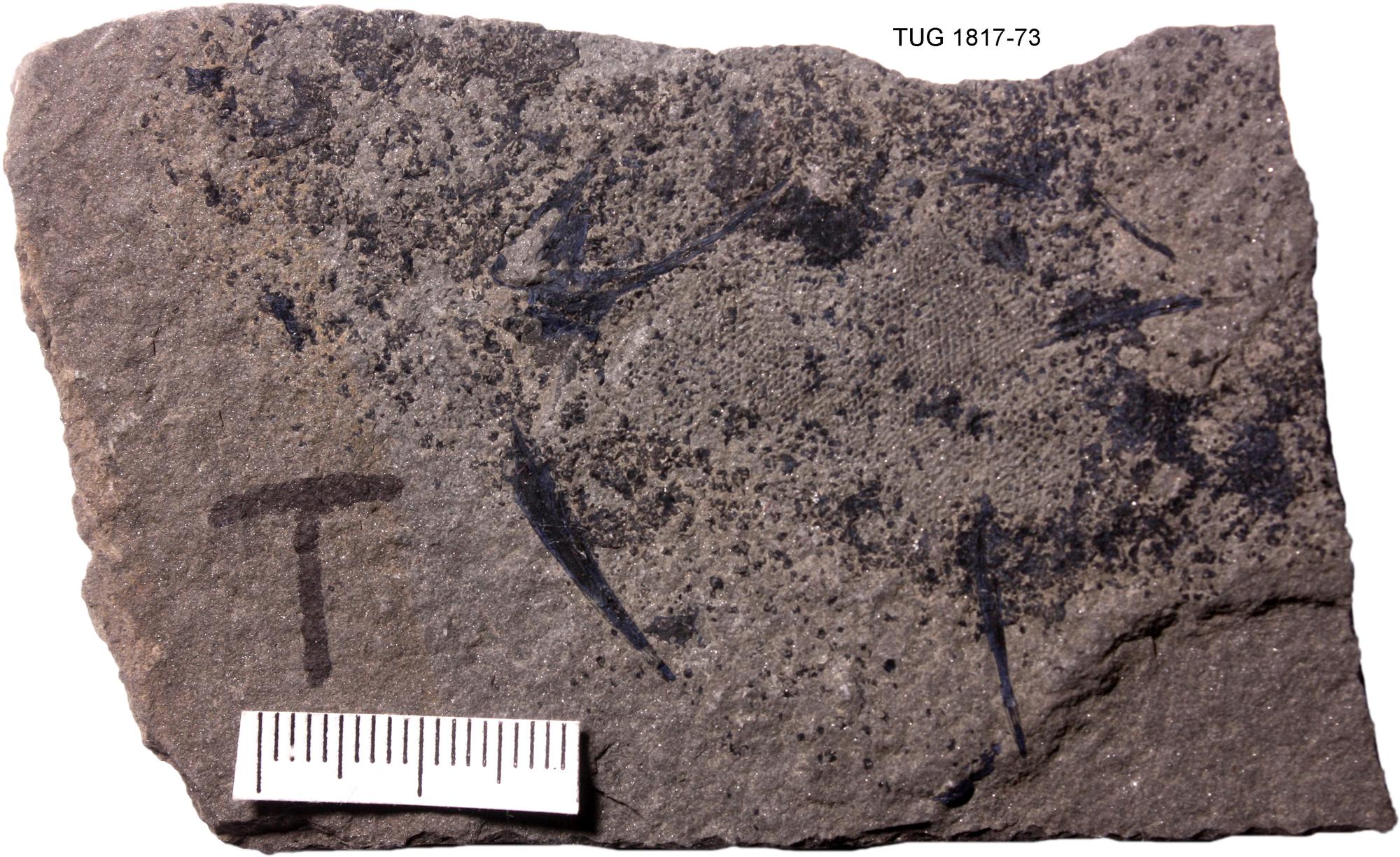 Diplacanthus | Fossiilid.info