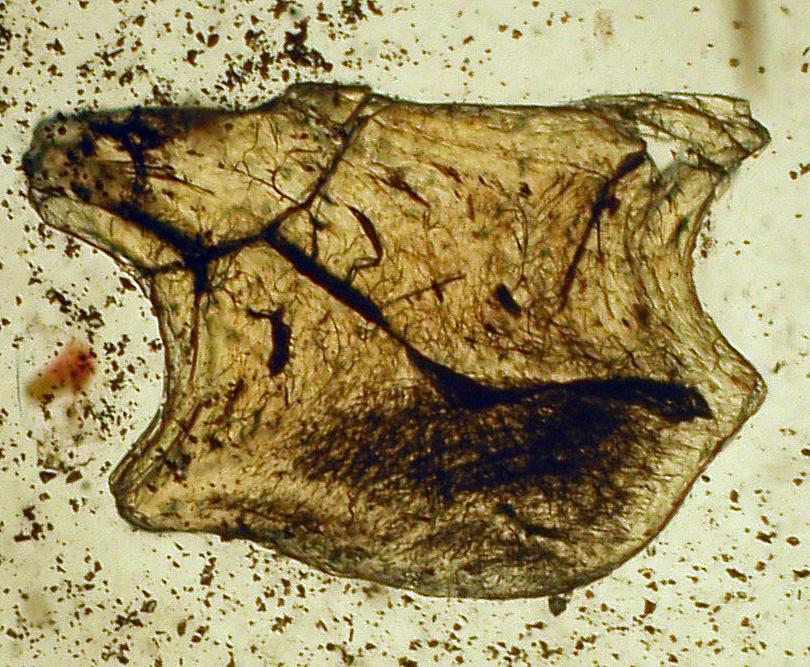 Diplacanthus carinatus | Fossiilid.info