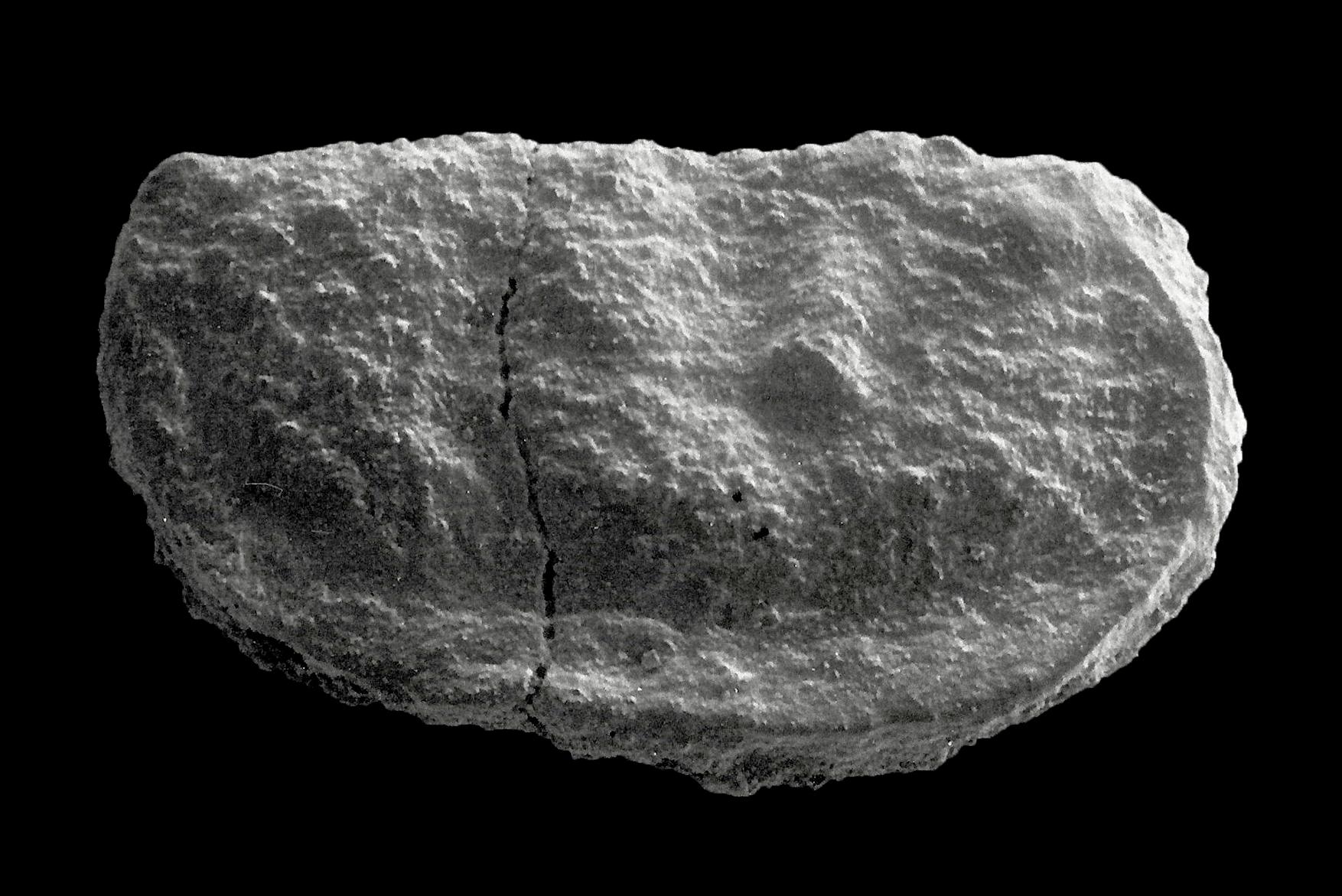 Homeokiesowia frigida | Fossiilid.info