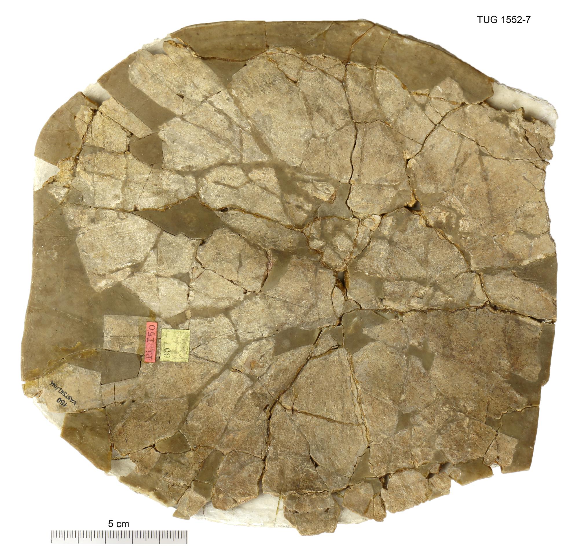 Psammosteus praecursor | fossiilid.info