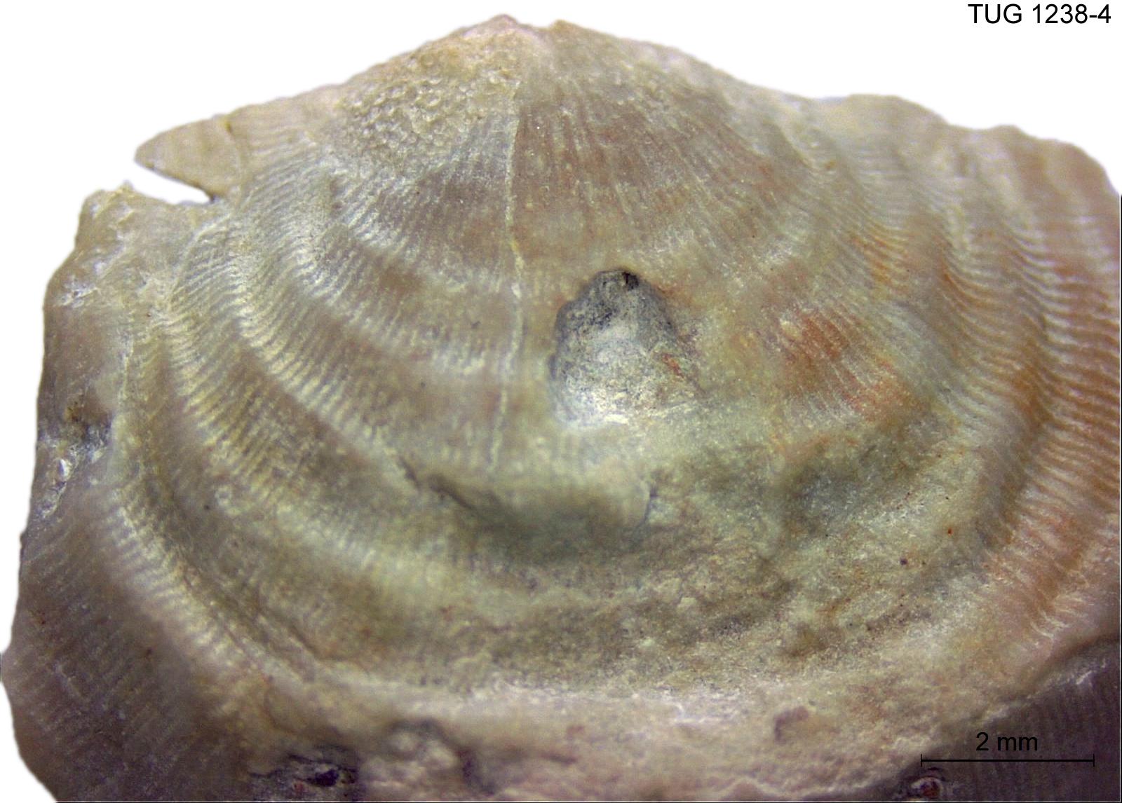 Amphistrophiinae | Fossiilid.info