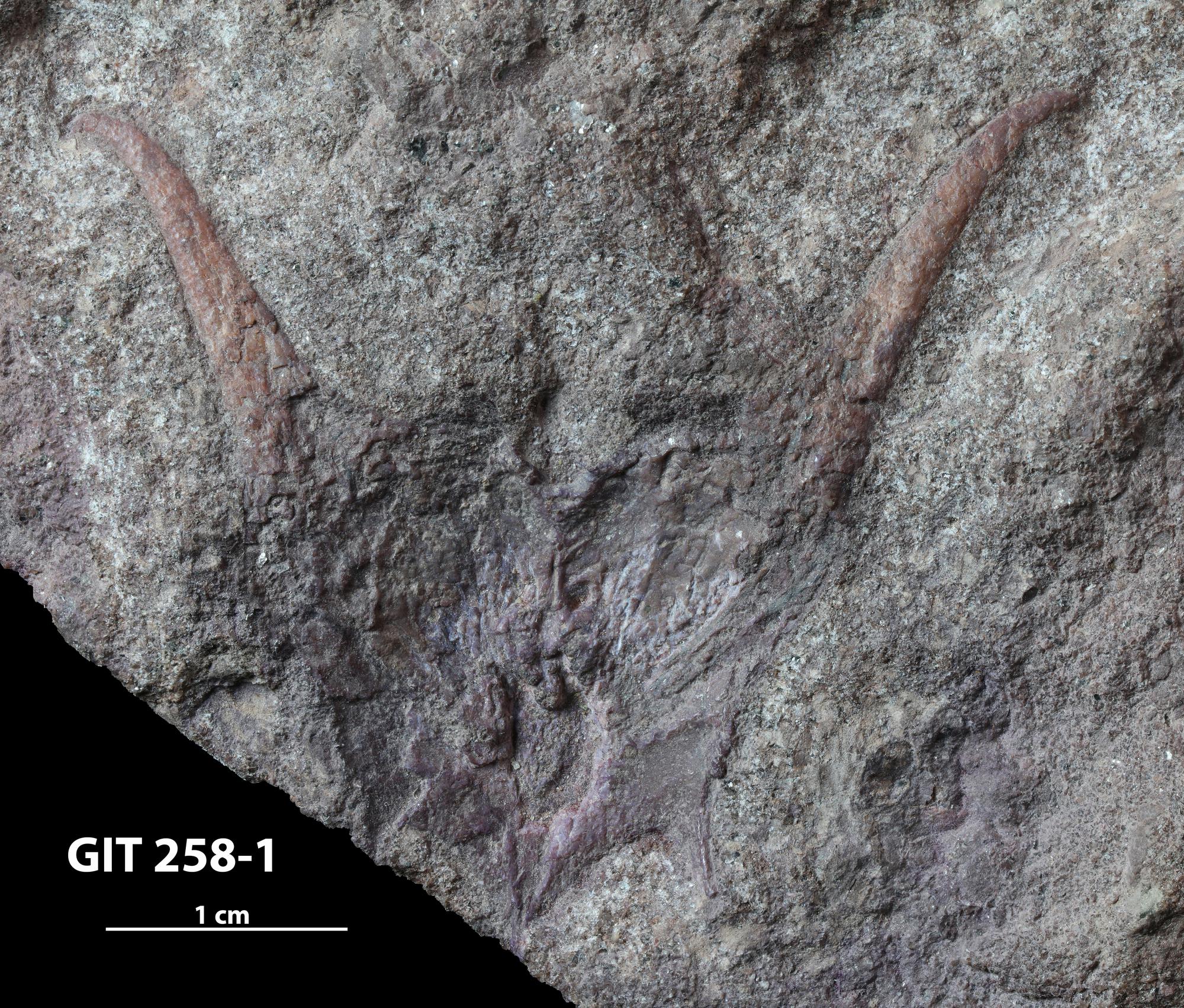 Osteostraci | Fossiilid.info