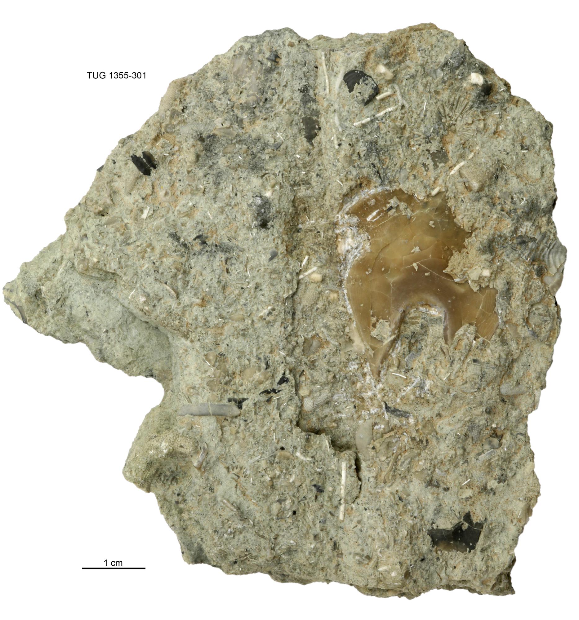 Asaphus (Neoasaphus) nieszkowskii | Fossiilid.info