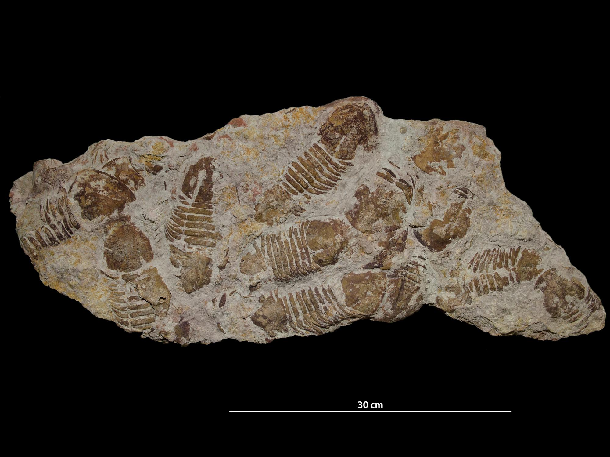 Xenasaphus | fossiilid.info