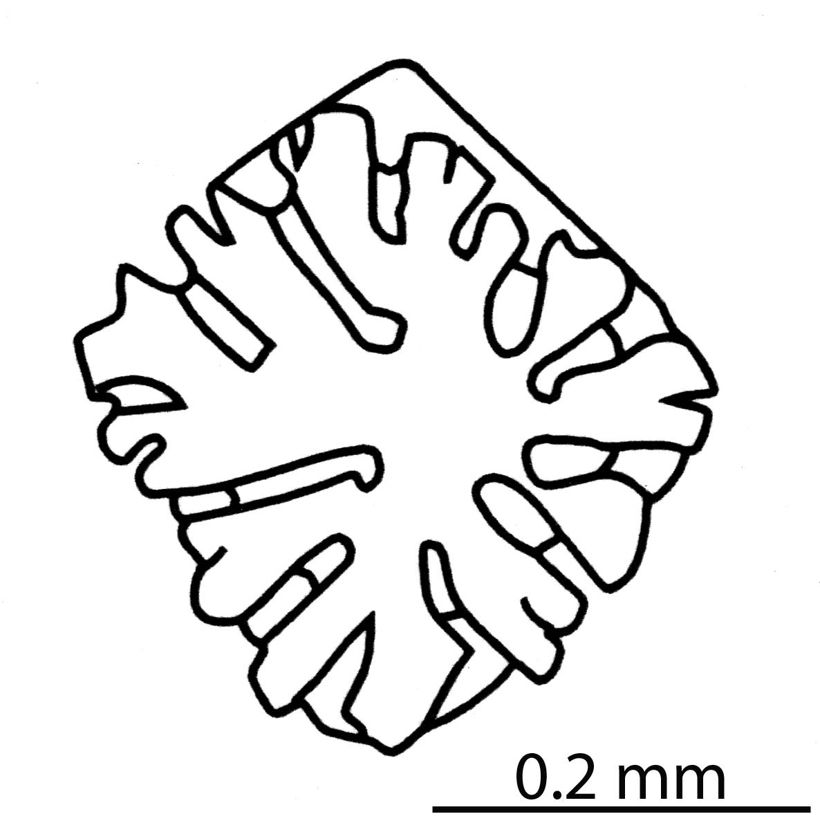 Thelodus admirabilis | fossiilid.info