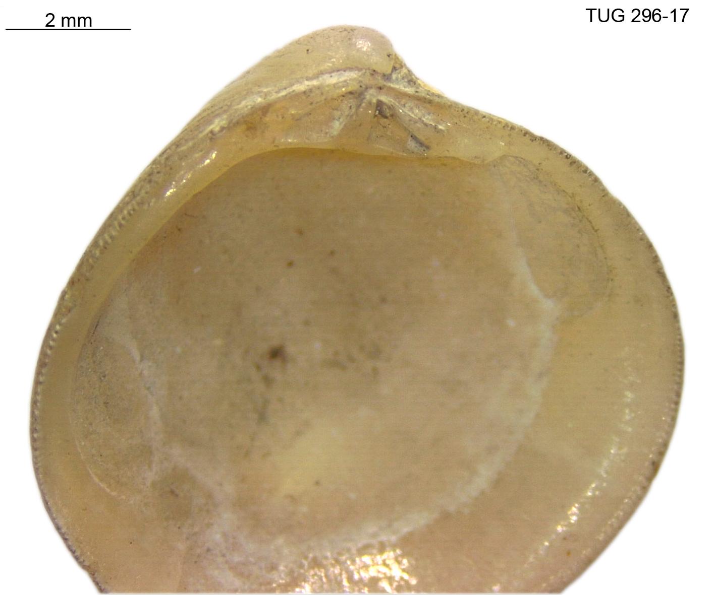 Timoclea marginata jusmaci | Fossiilid.info