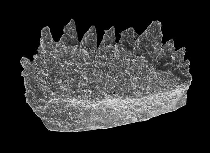Histiodella | Fossiilid.info