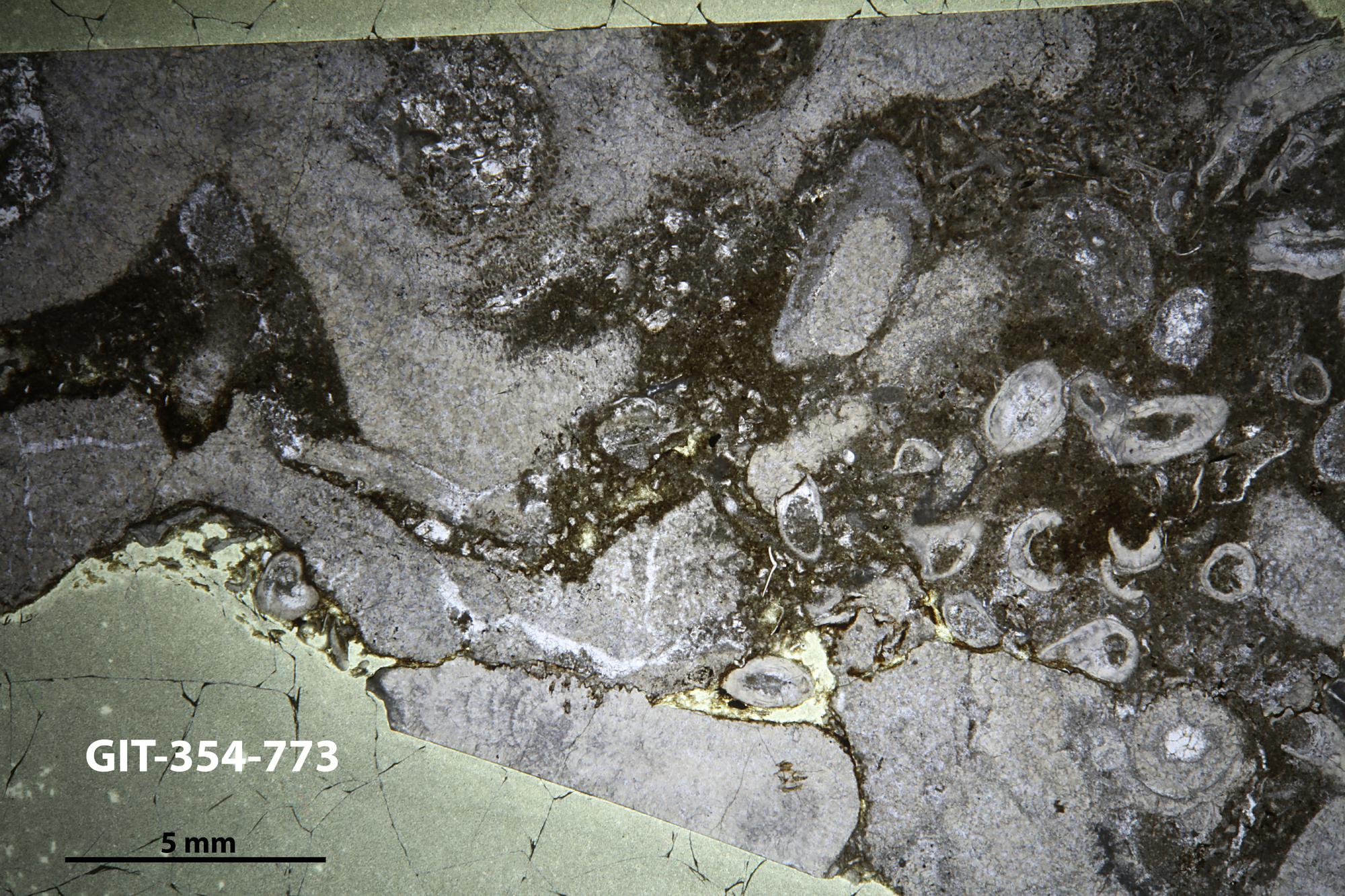 Amphiporida | fossiilid.info