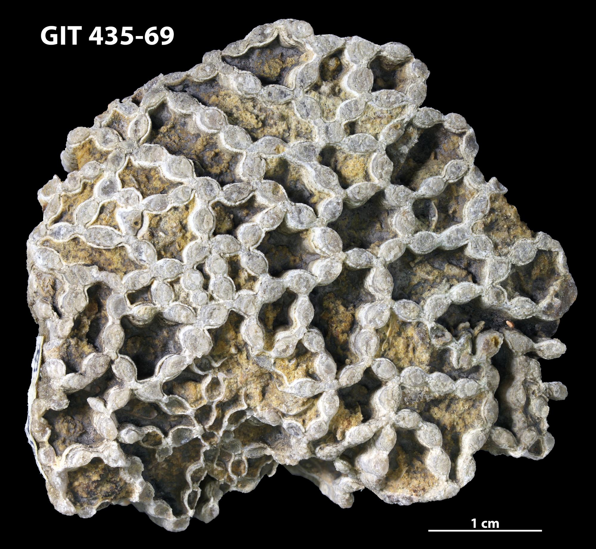 Halysites | Fossiilid.info