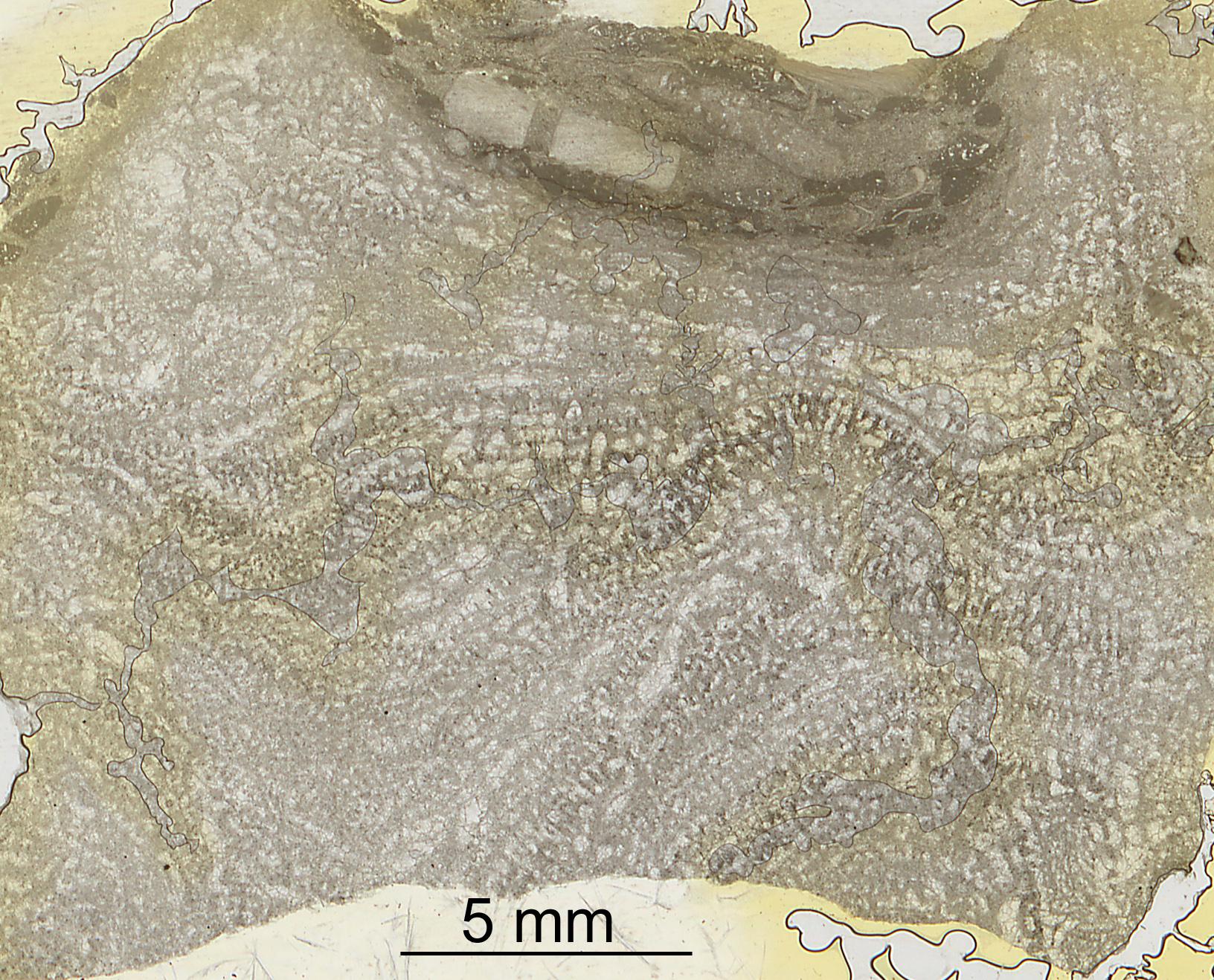 Stromatopora lenensis | Fossiilid.info