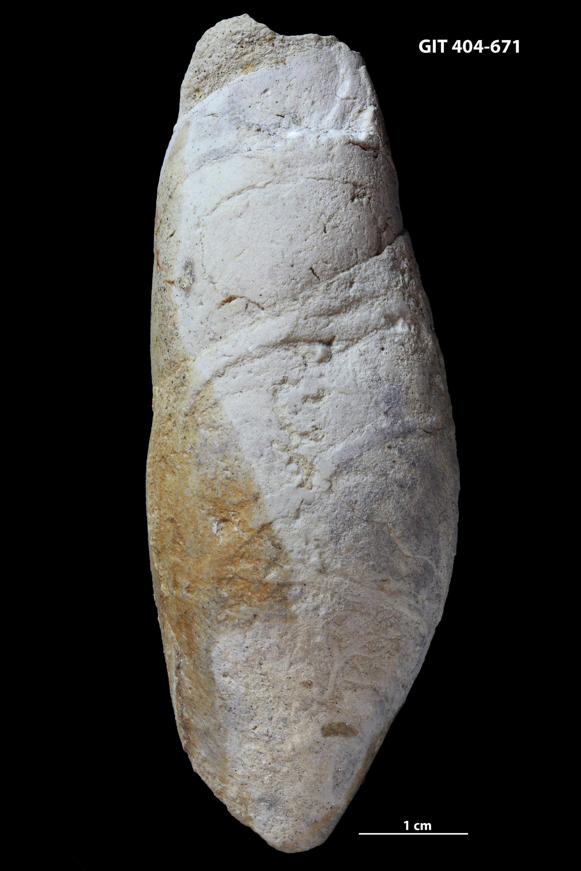 Subulites subula | fossiilid.info