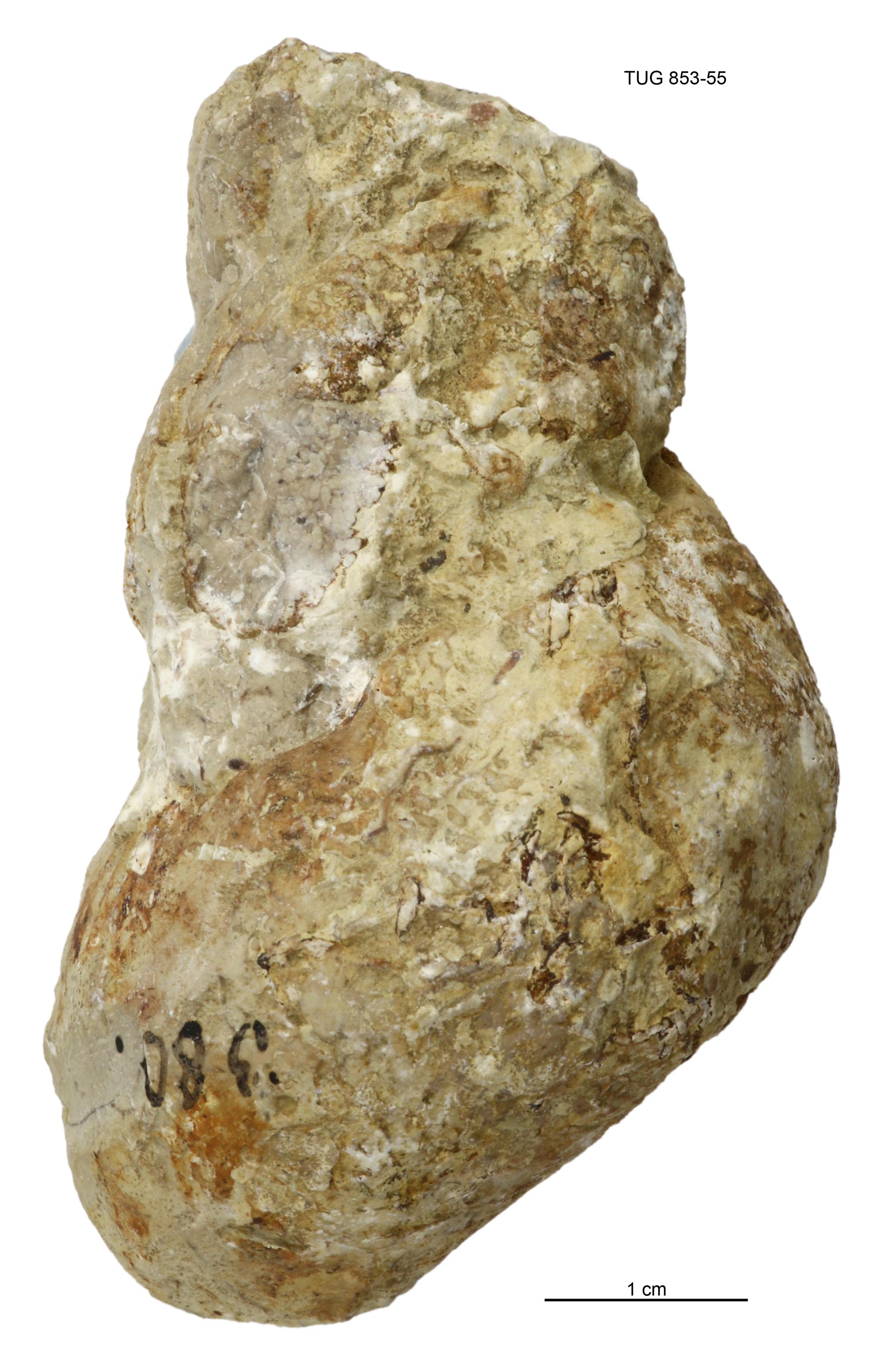 Hormotoma meyendorfi | Fossiilid.info