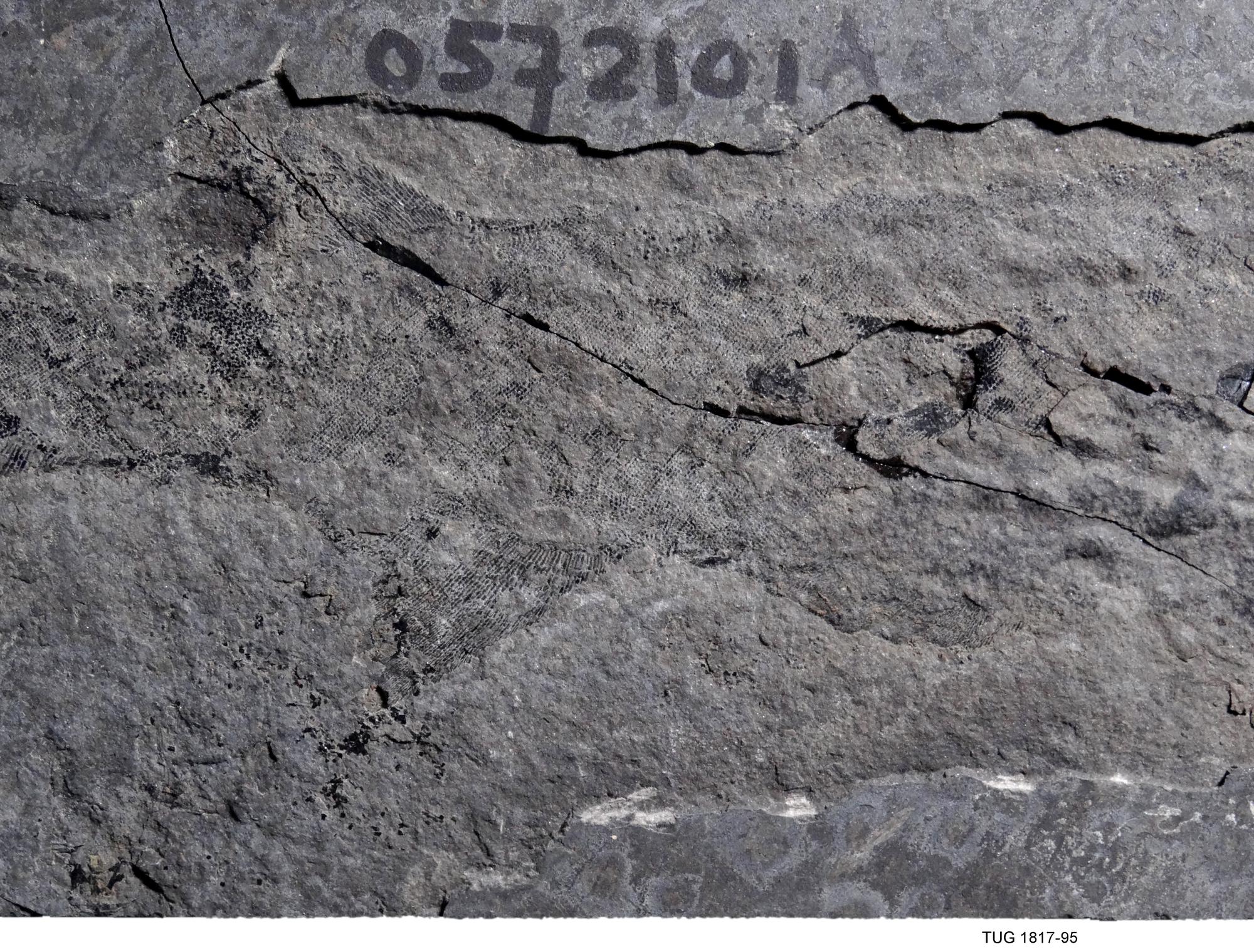 Cheirolepis | Fossiilid.info