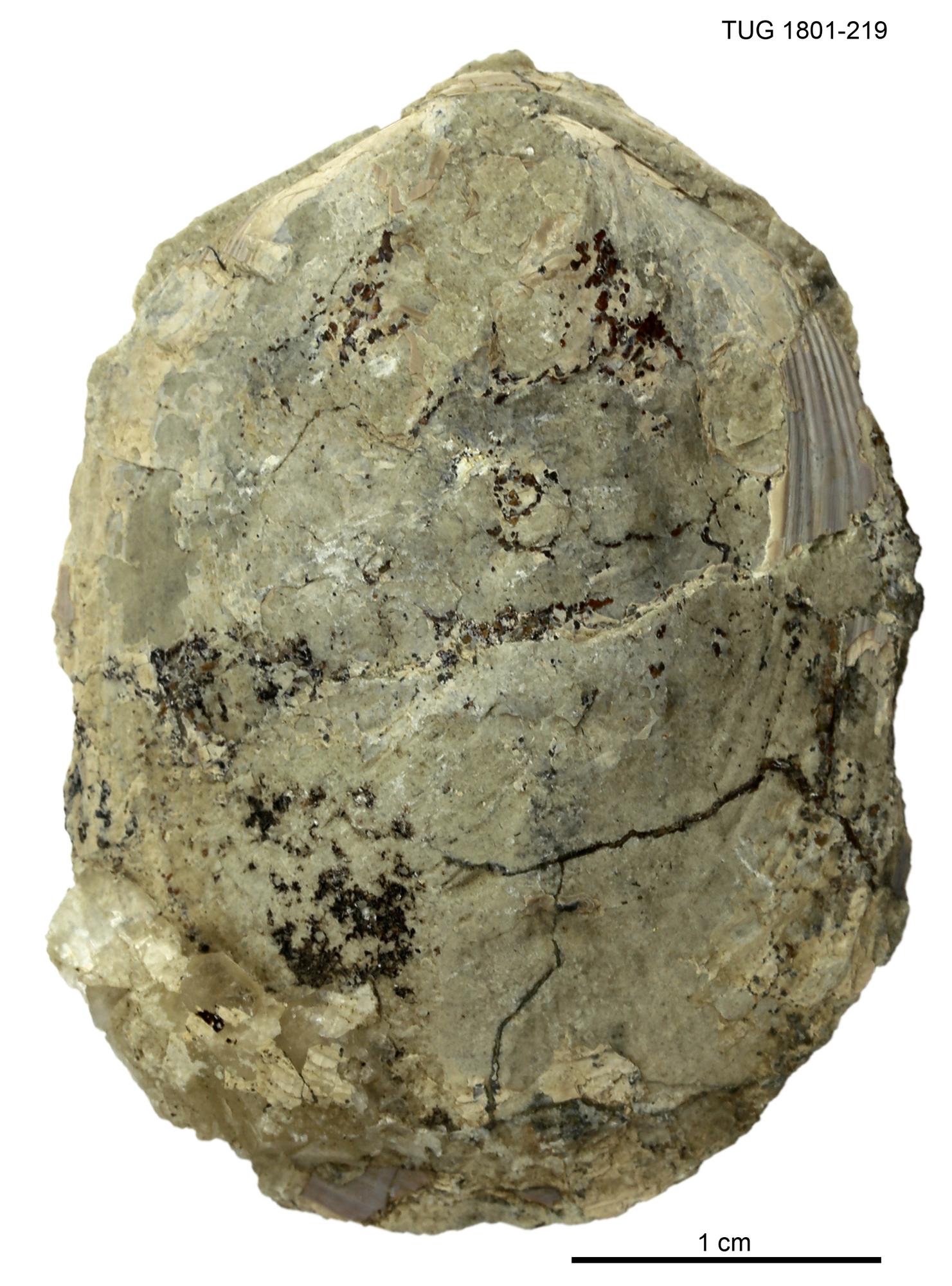 Pseudolingula quadrata | Fossiilid.info