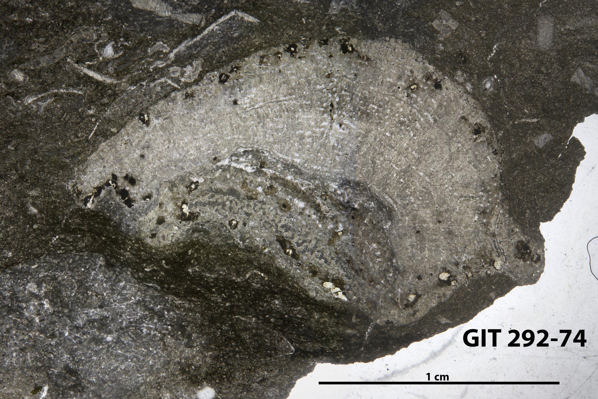 Stromatopora obrutschevi | fossiilid.info