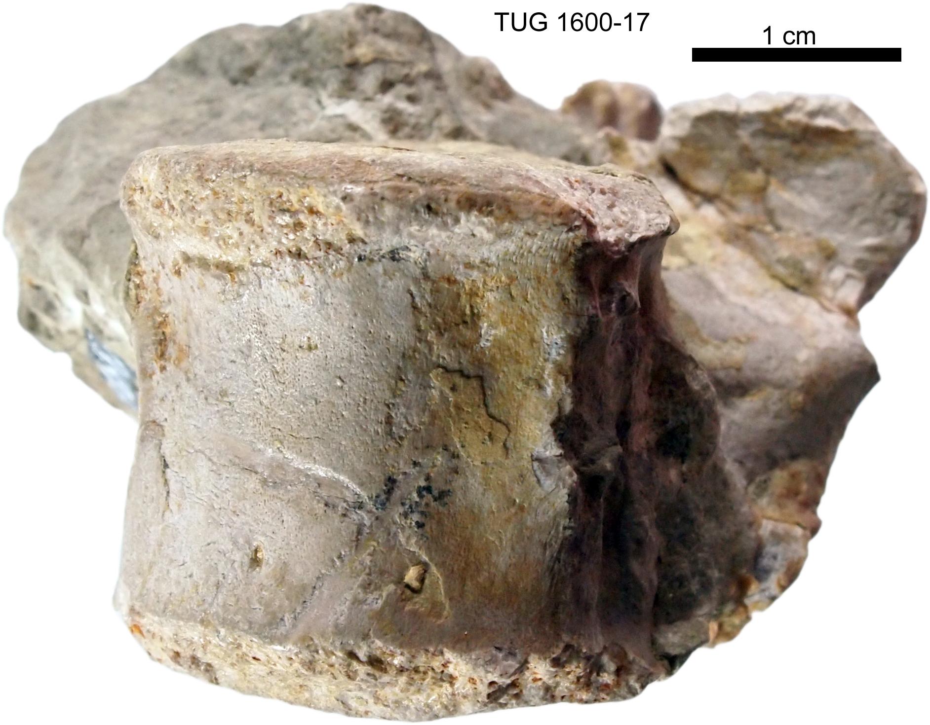 Nothosauridae | Fossiilid.info