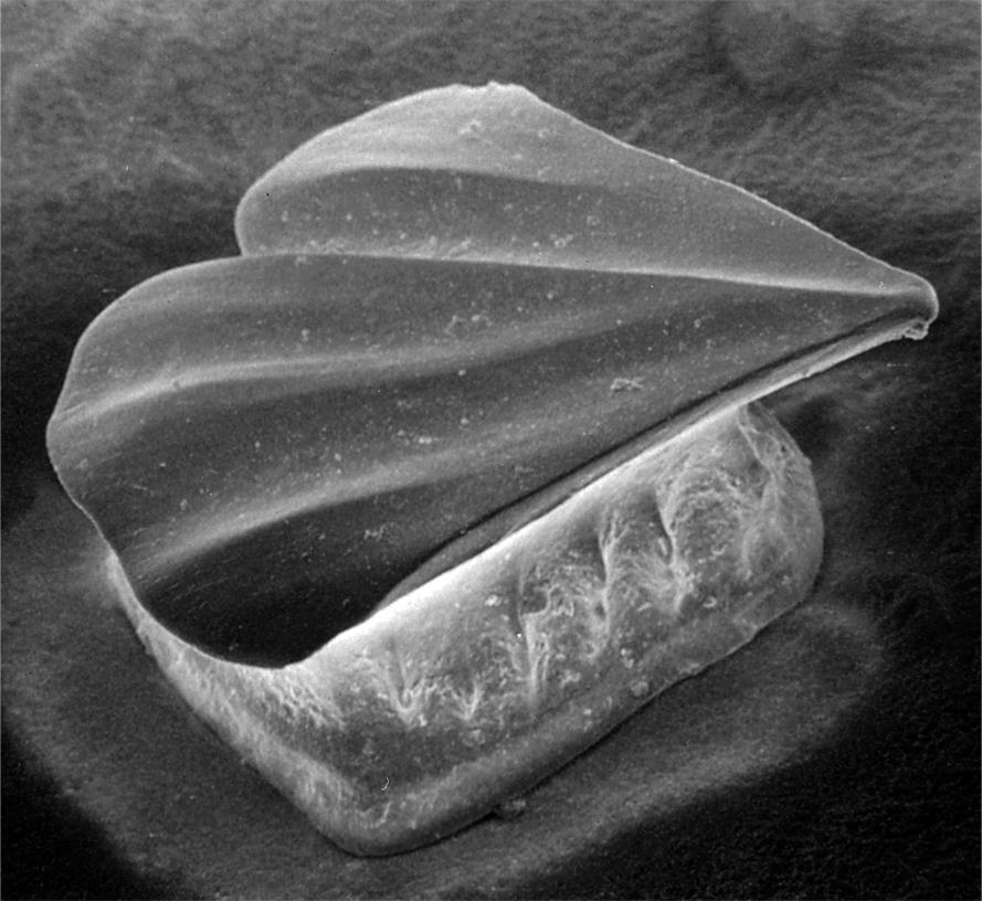 Thelodus sculptilis | Fossiilid.info