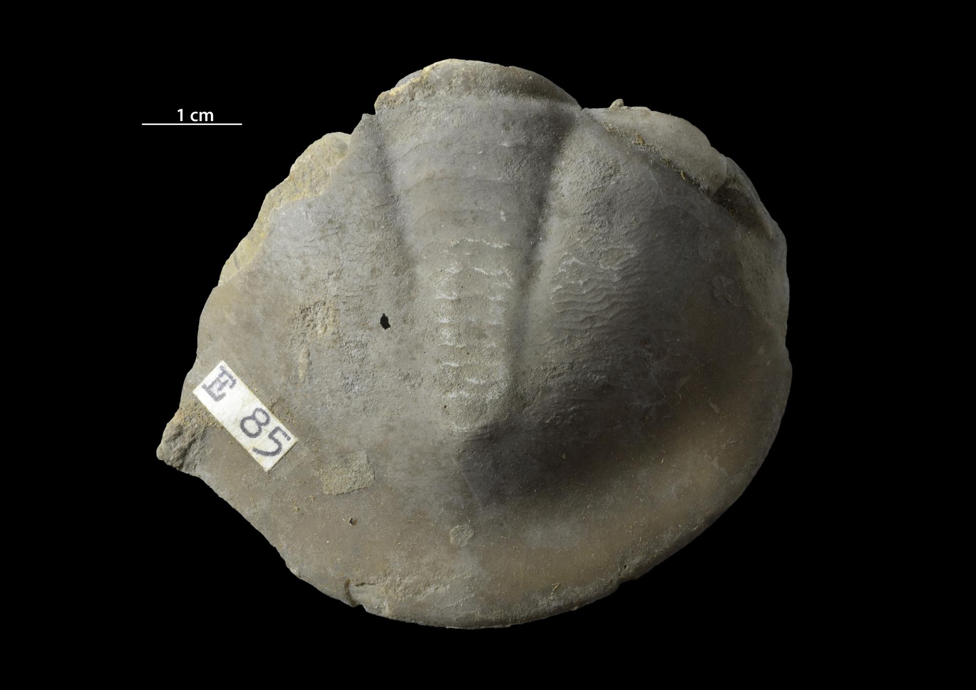 Xenasaphus | fossiilid.info