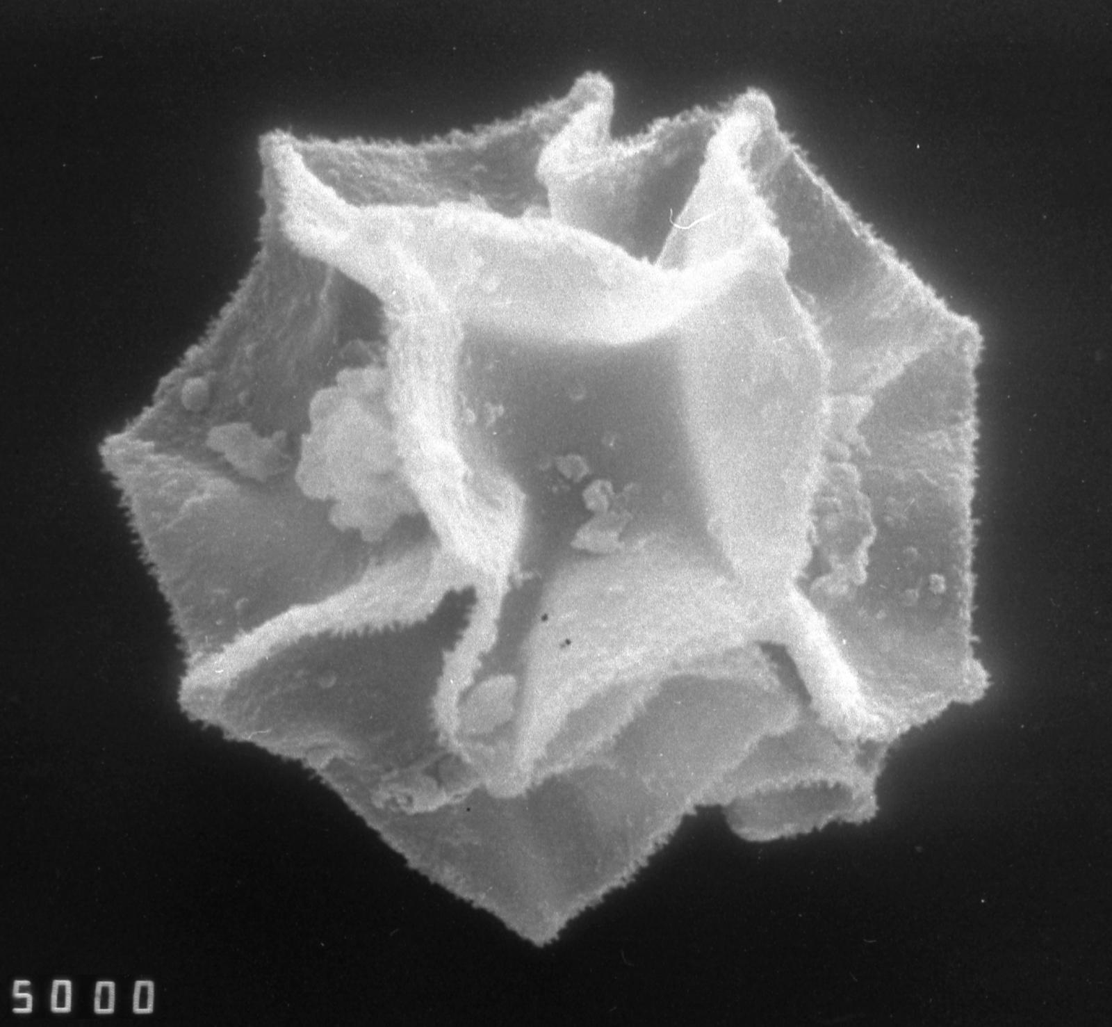 Izhoria | Fossiilid.info