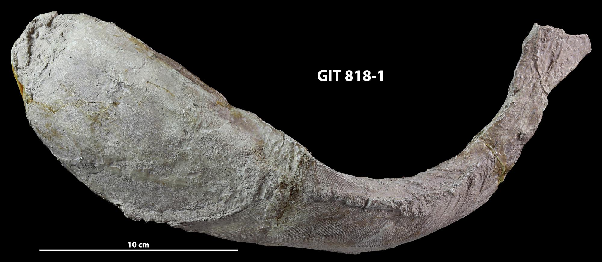 Sacabambaspis | Fossiilid.info