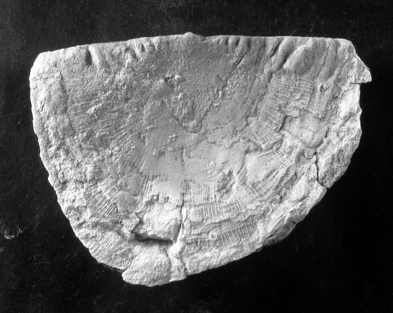 Strophomena (Strophomena) | Fossiilid.info