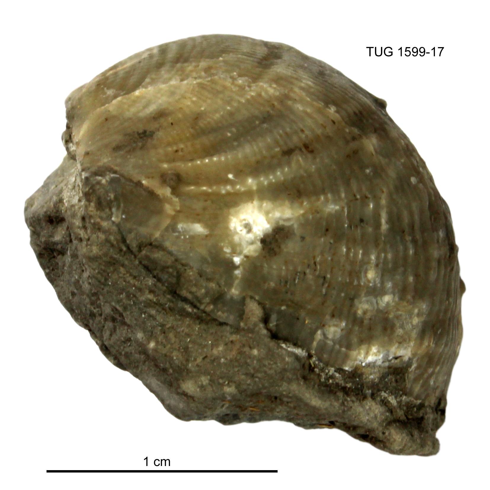 Linoproductoidea | Fossiilid.info