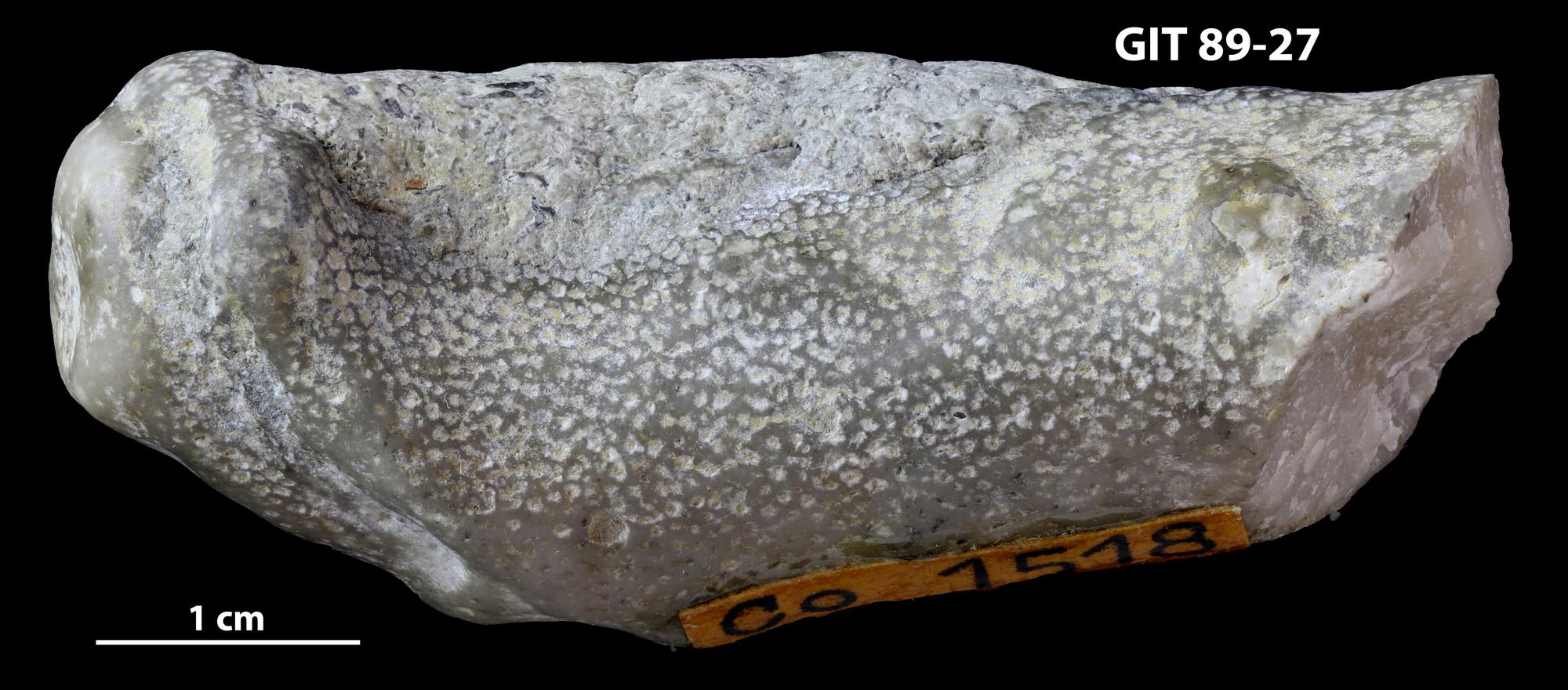 Thamnopora? undvaensis | Fossiilid.info