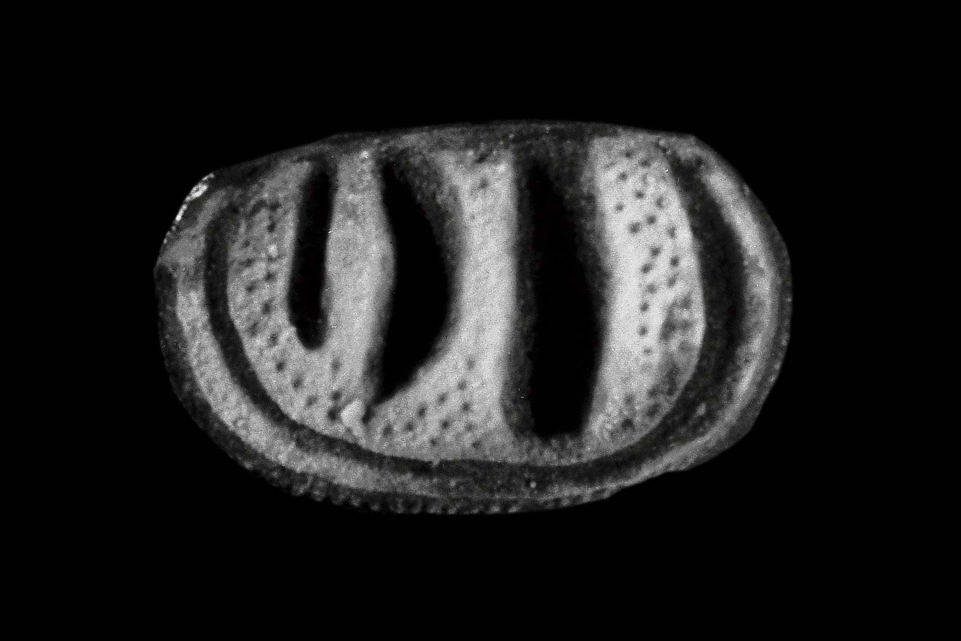 Tetrada (Tetrada) | Fossiilid.info