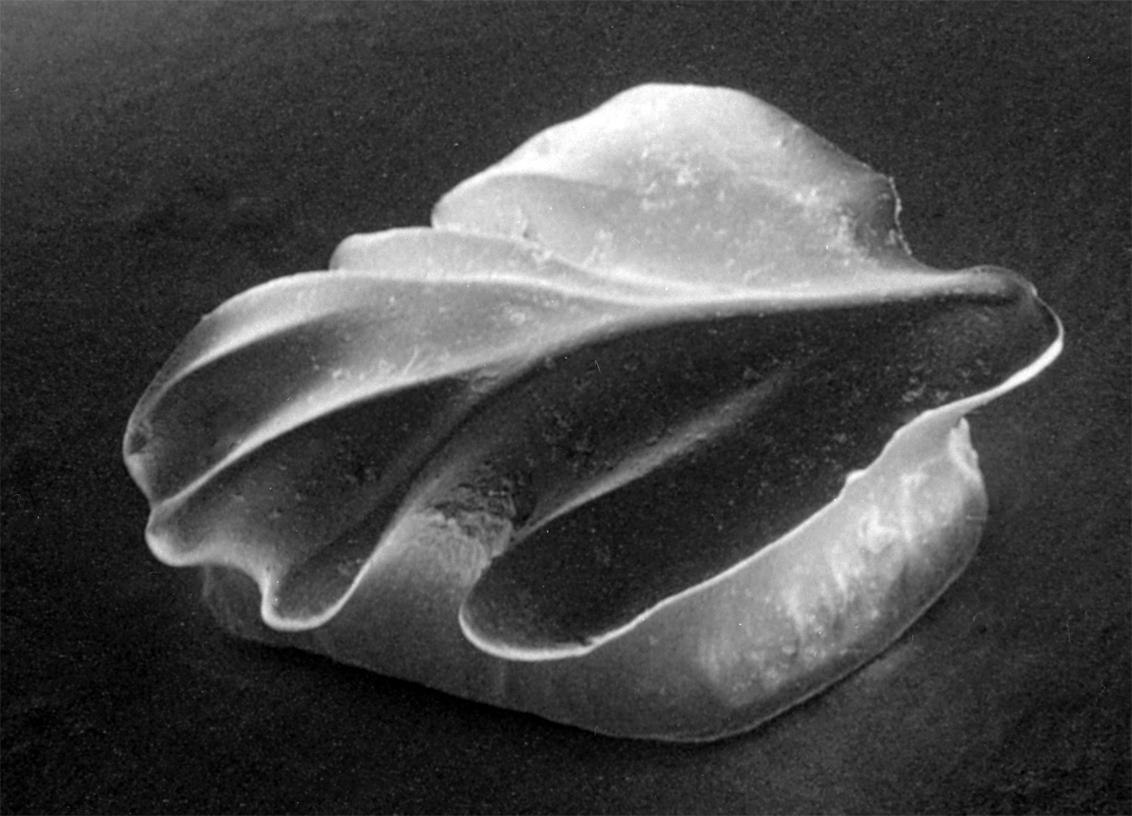 Thelodus sculptilis | Fossiilid.info