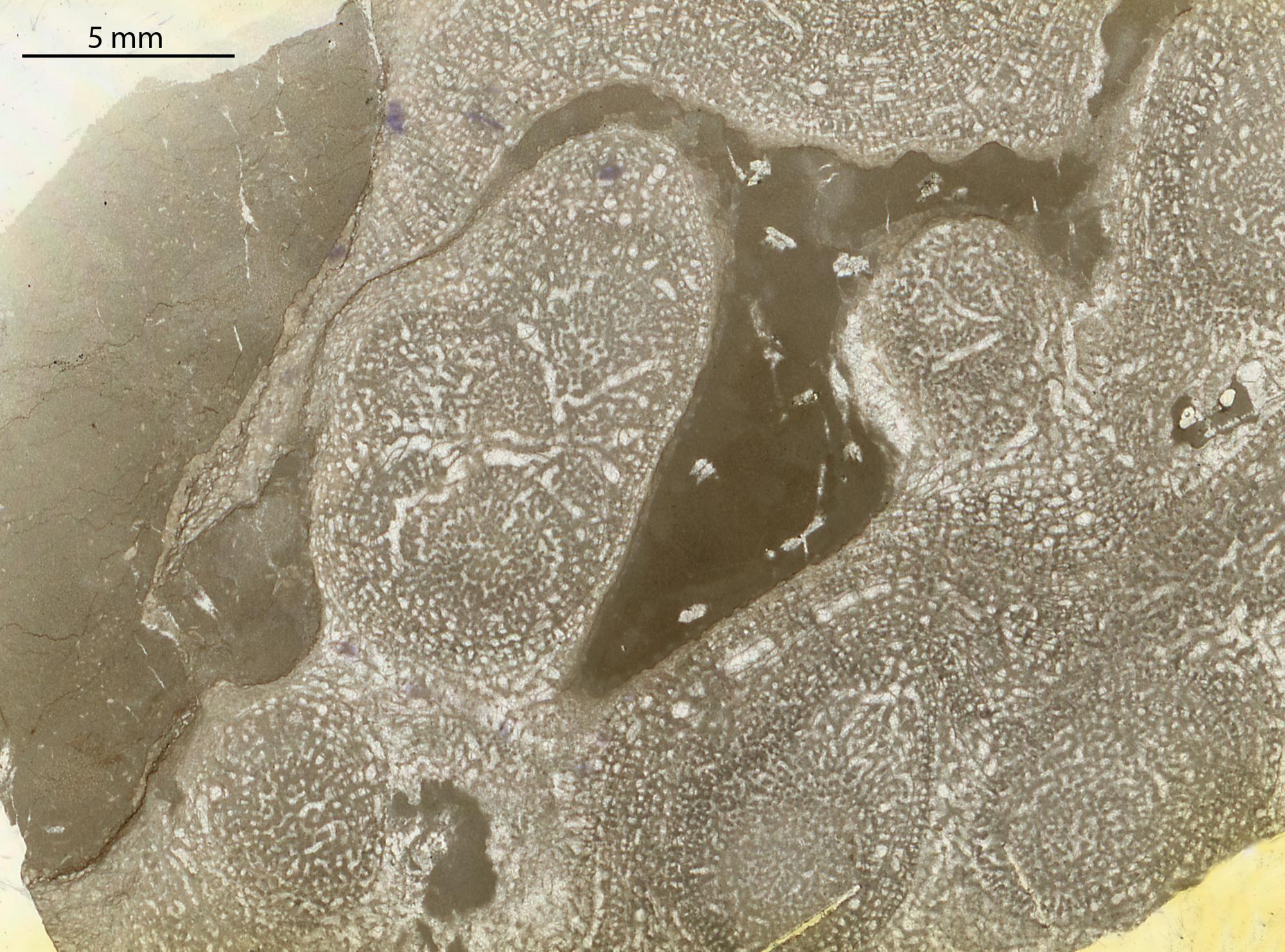 Stromatopora lenensis | Fossiilid.info