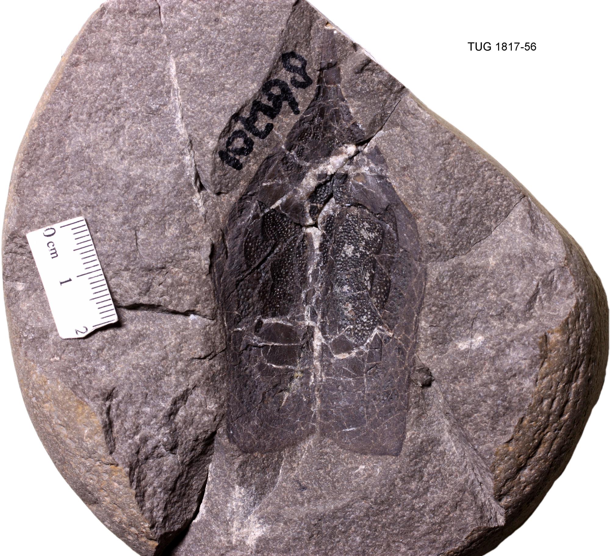 Coccosteus cuspidatus | fossiilid.info