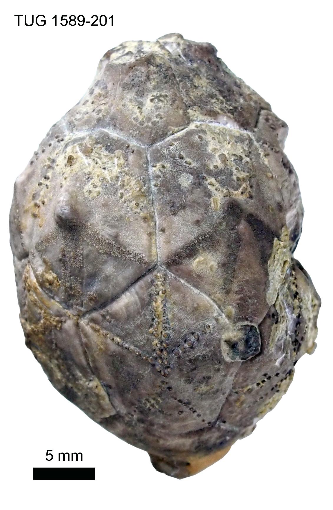 Hemicosmites extraneus | Fossiilid.info