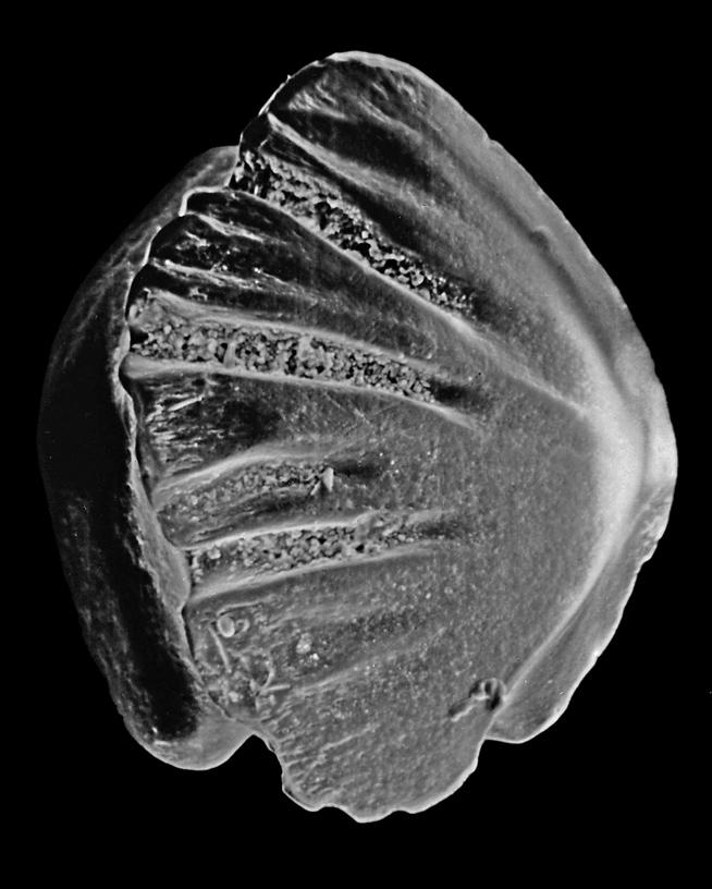 Thelodus laevis | Fossiilid.info