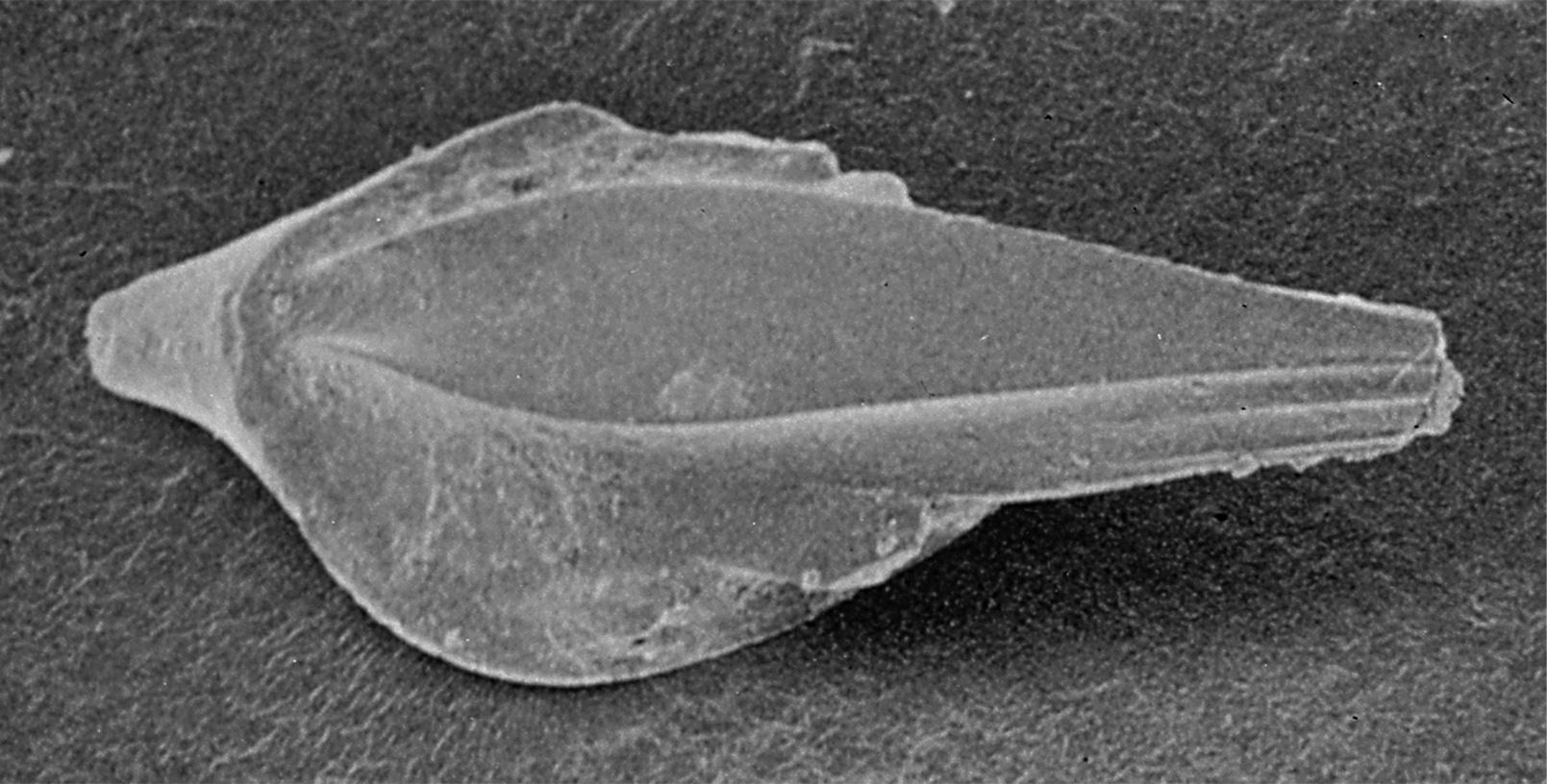 Loganellia cuneata | fossiilid.info