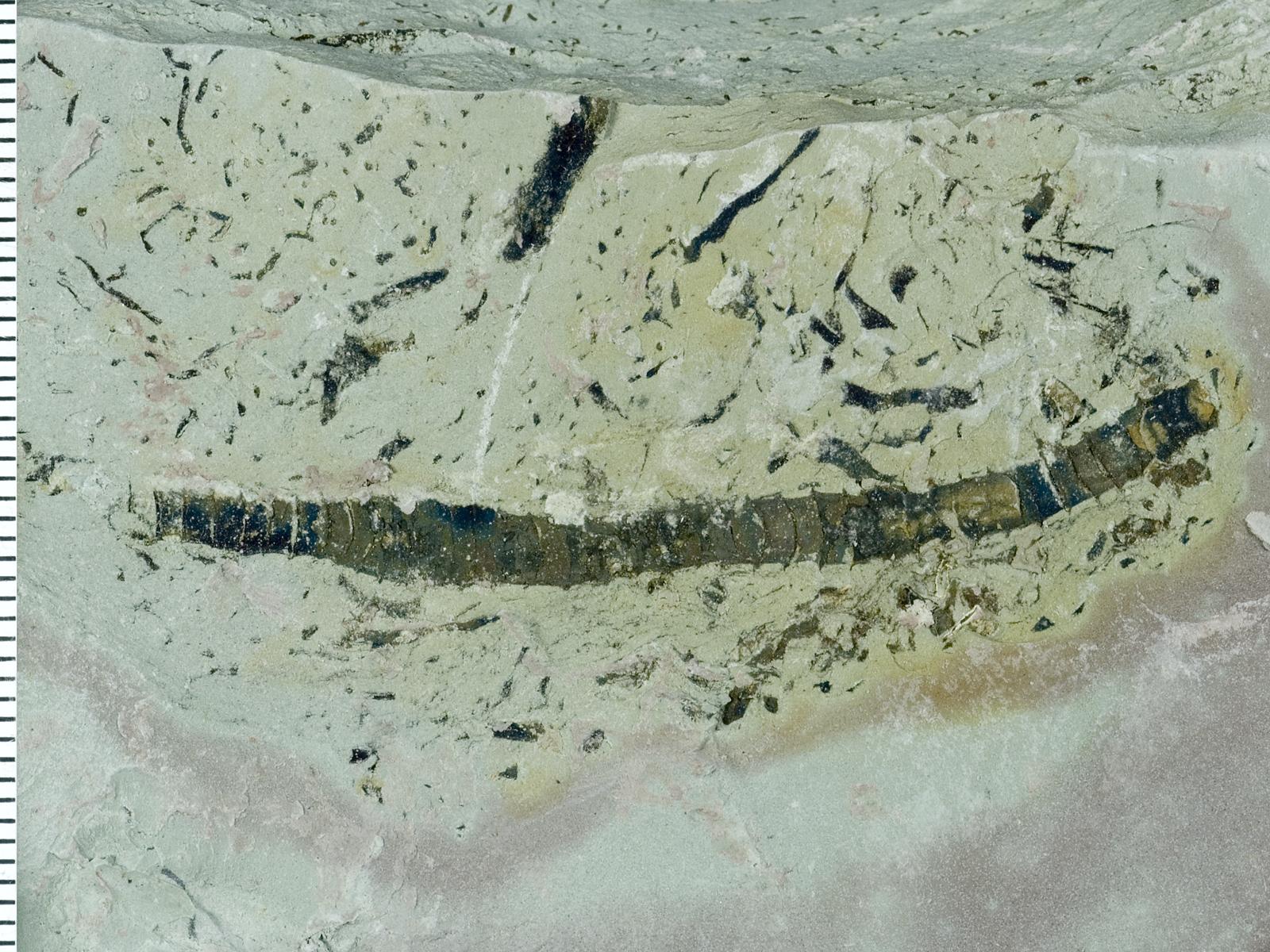 Hyolithellidae | Fossiilid.info