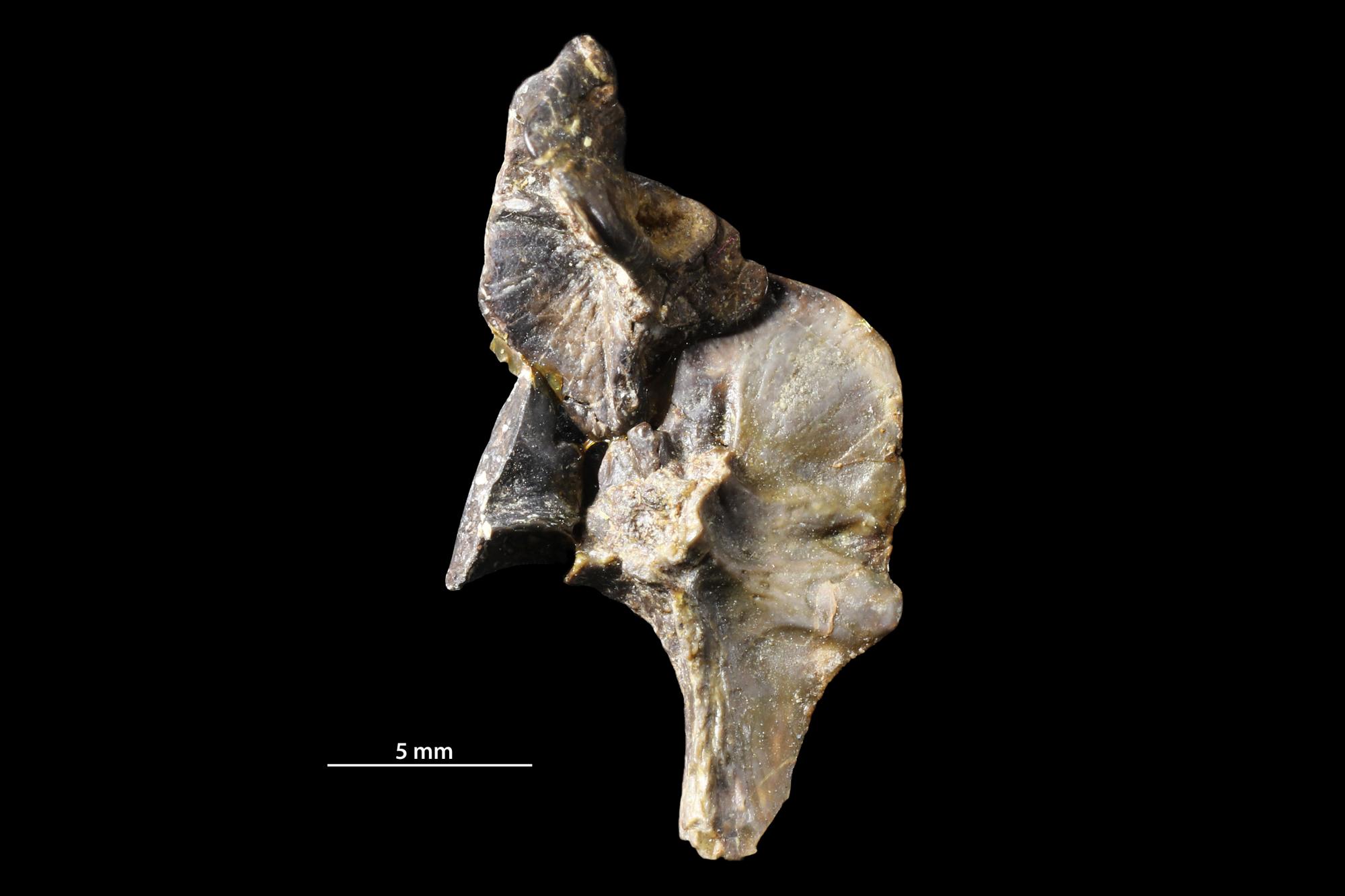 Meeksiella | Fossiilid.info