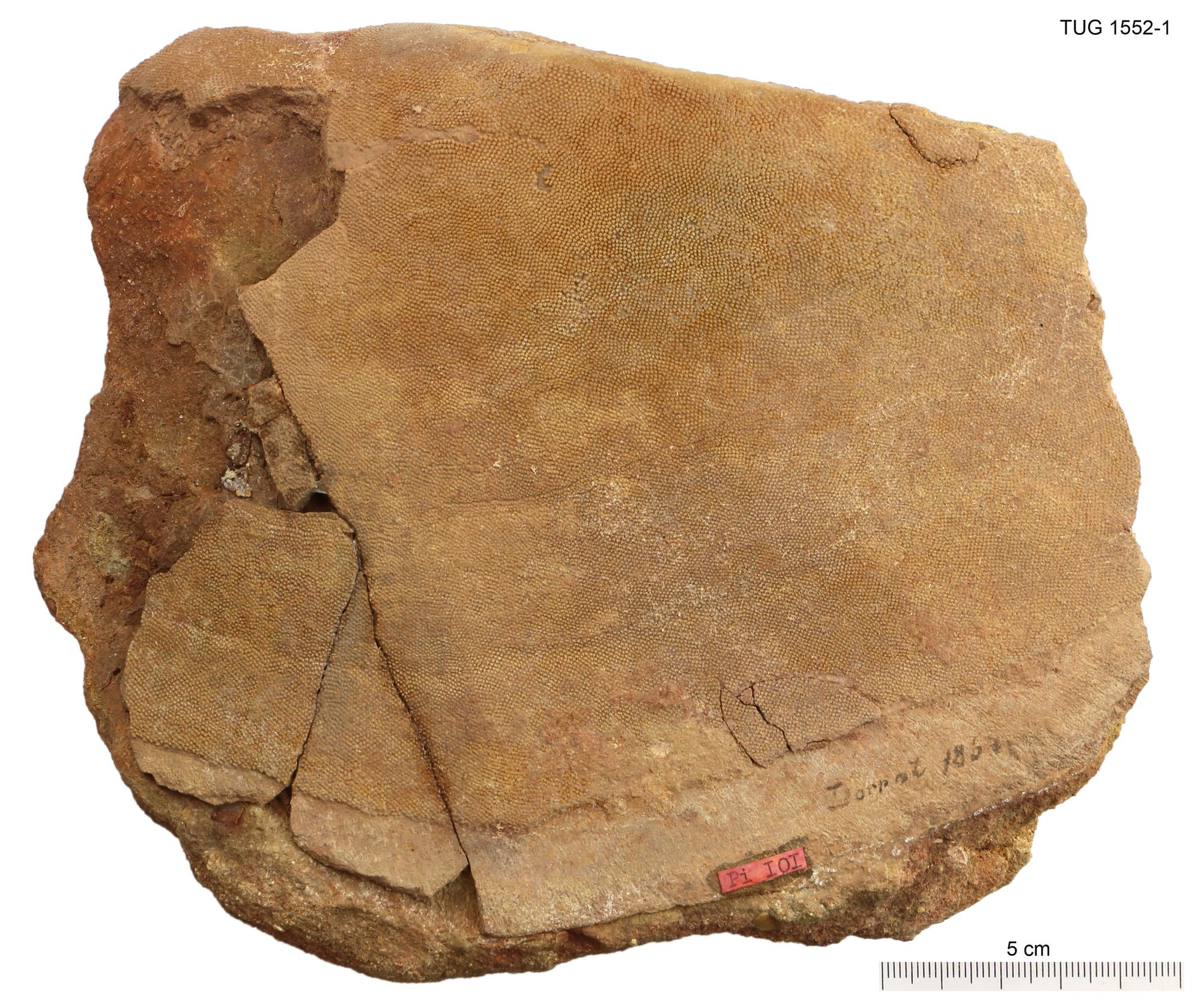 Pycnosteus imperfectus | Fossiilid.info