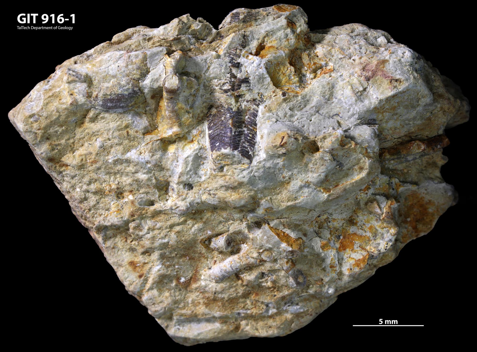 Conulata | Fossiilid.info