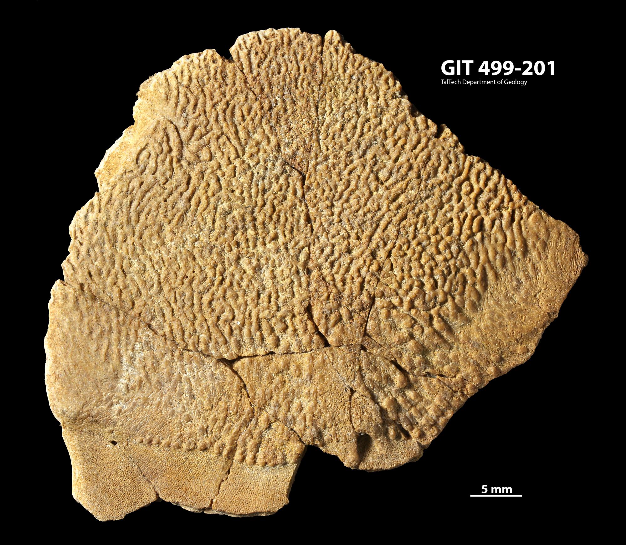 Rhipidistia | Fossiilid.info