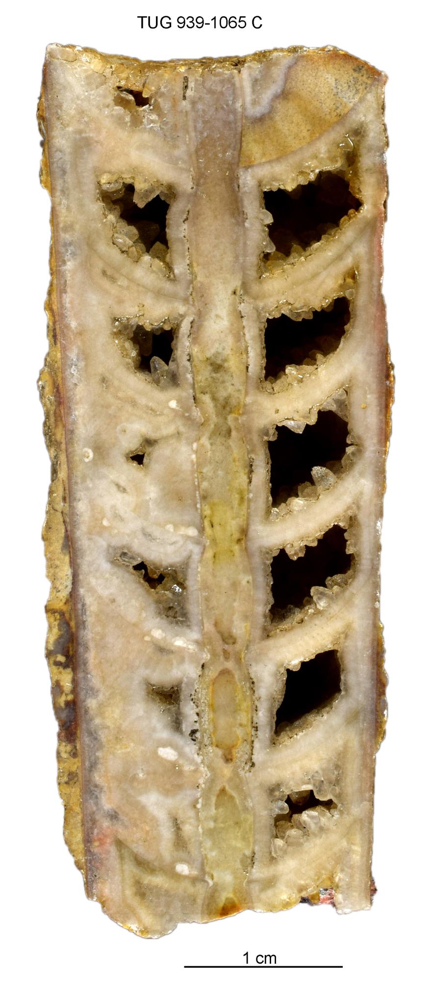 Ordogeisonoceras | Fossiilid.info