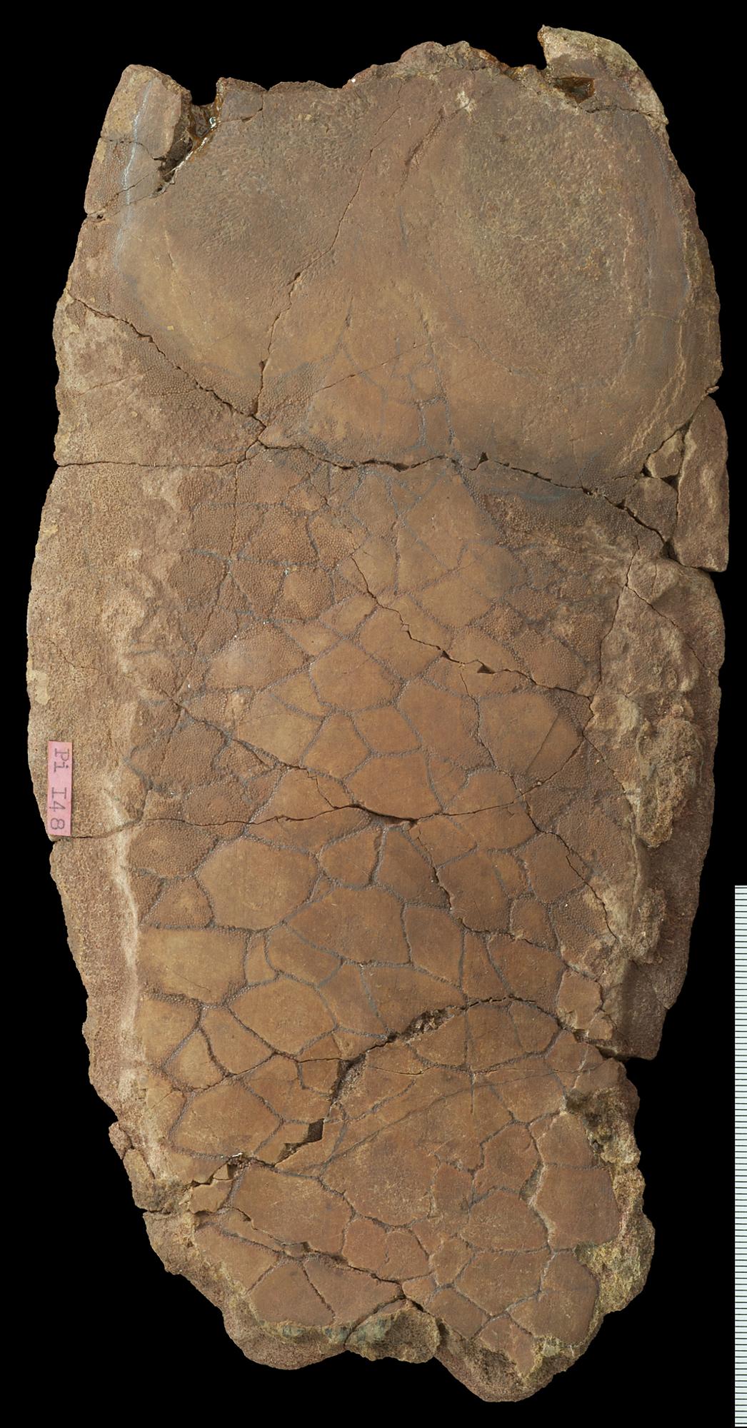 Vladimirolepis proia | Fossiilid.info