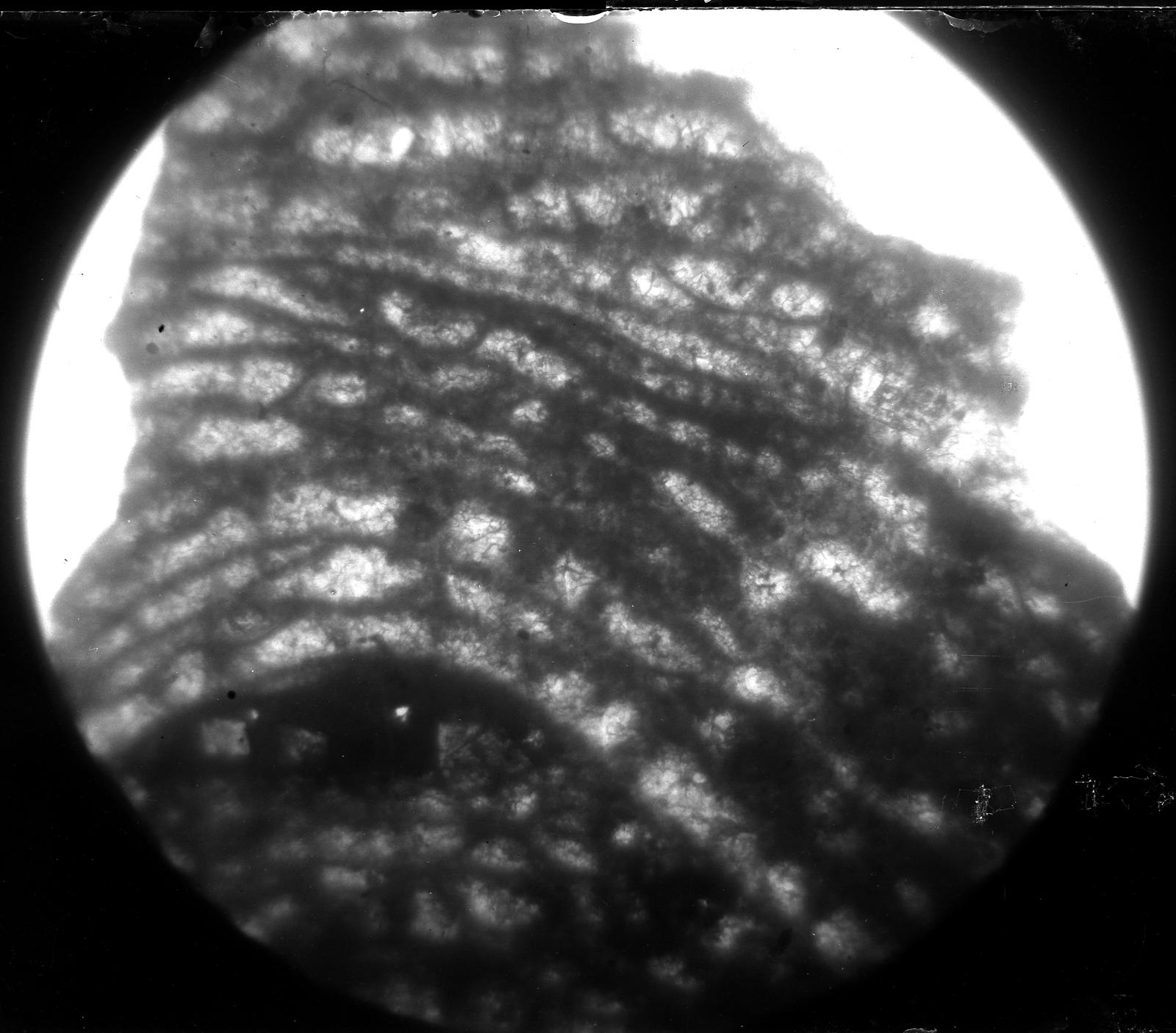 Stromatopora concentrica | Fossiilid.info