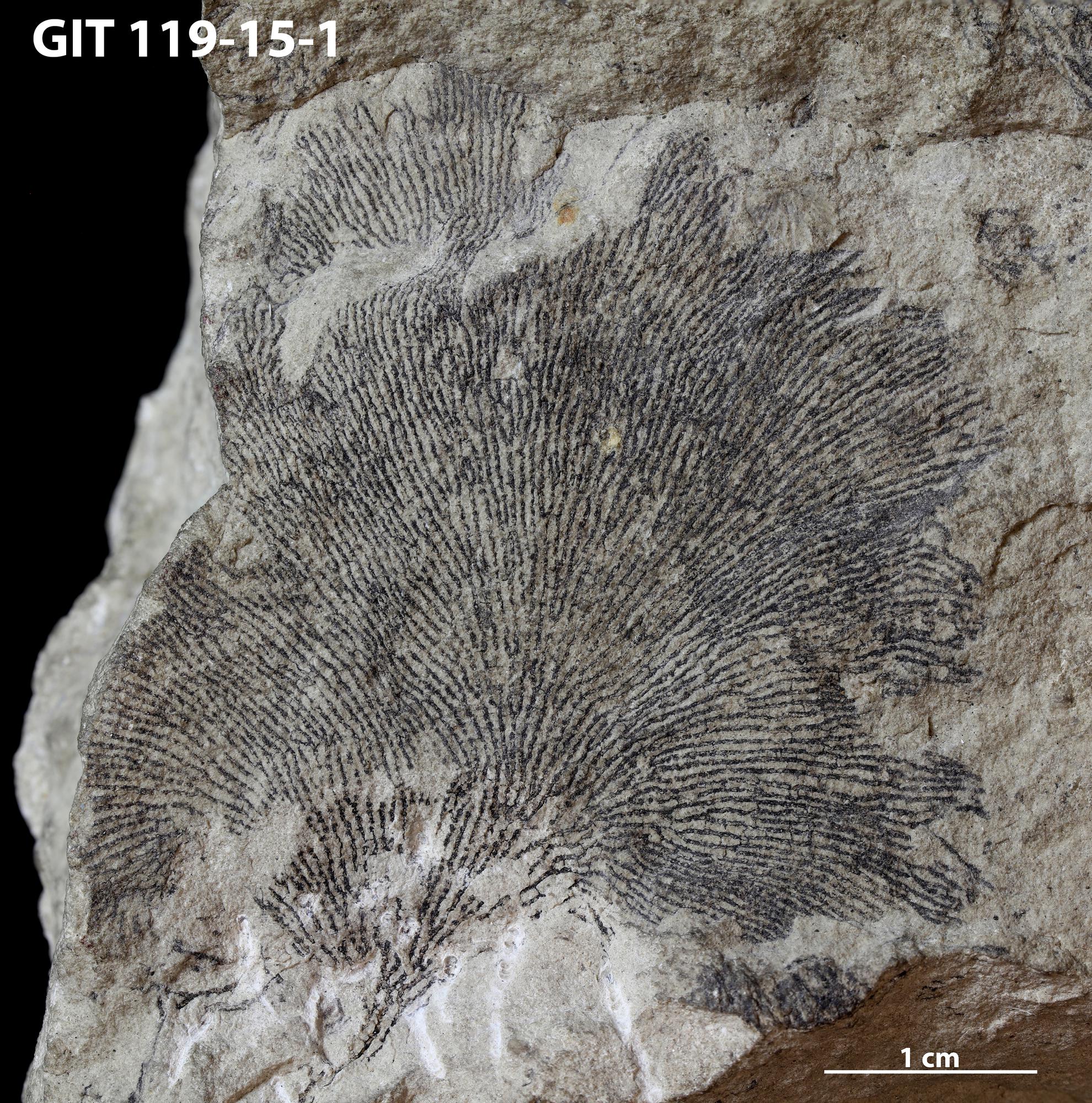 Dictyonema delicatulum | Fossiilid.info