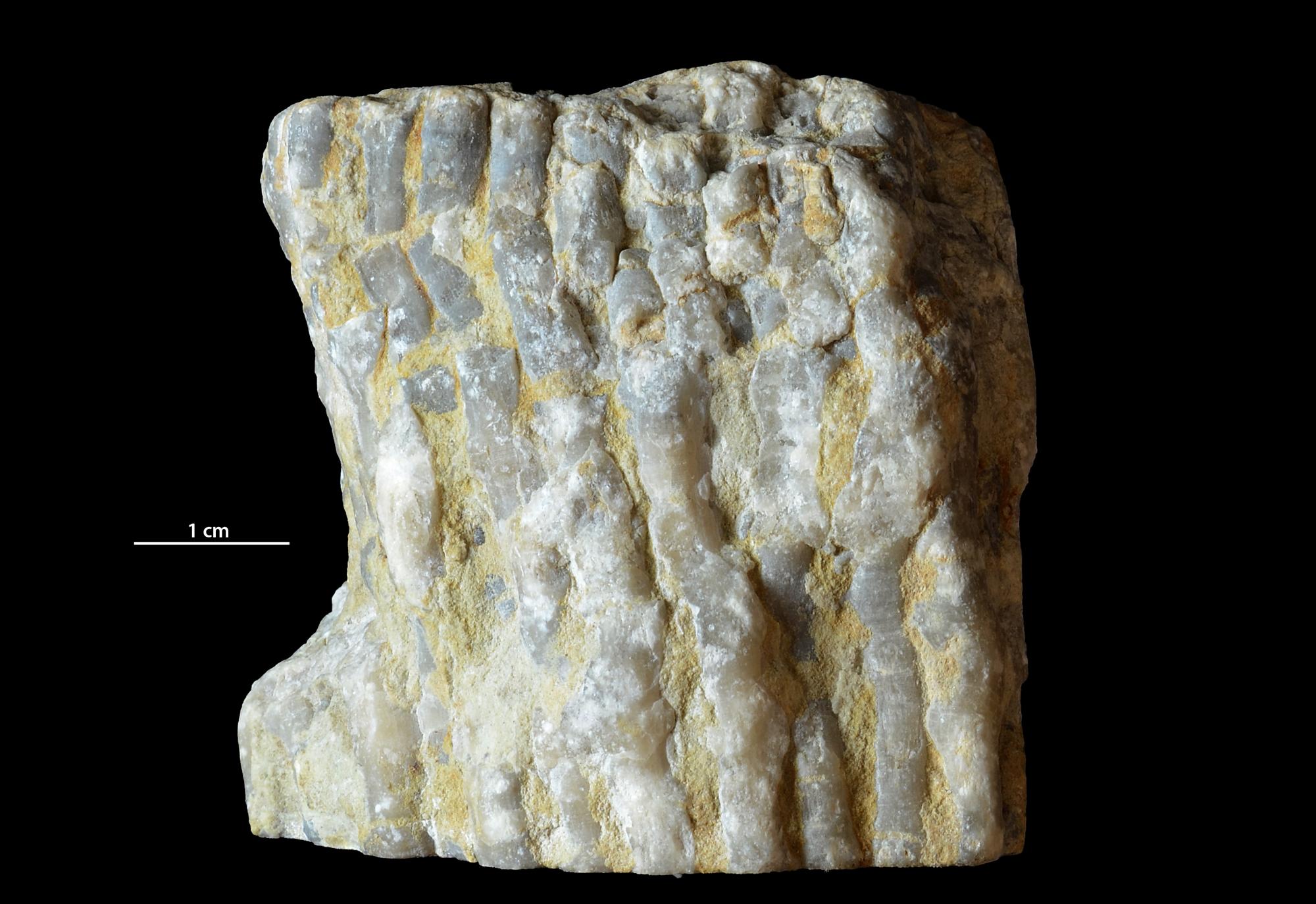 Palaeophyllum fasciculus | Fossiilid.info