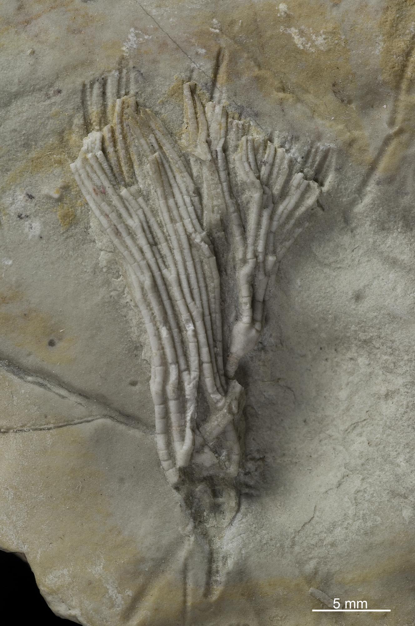 Pelmatozoa | Fossiilid.info