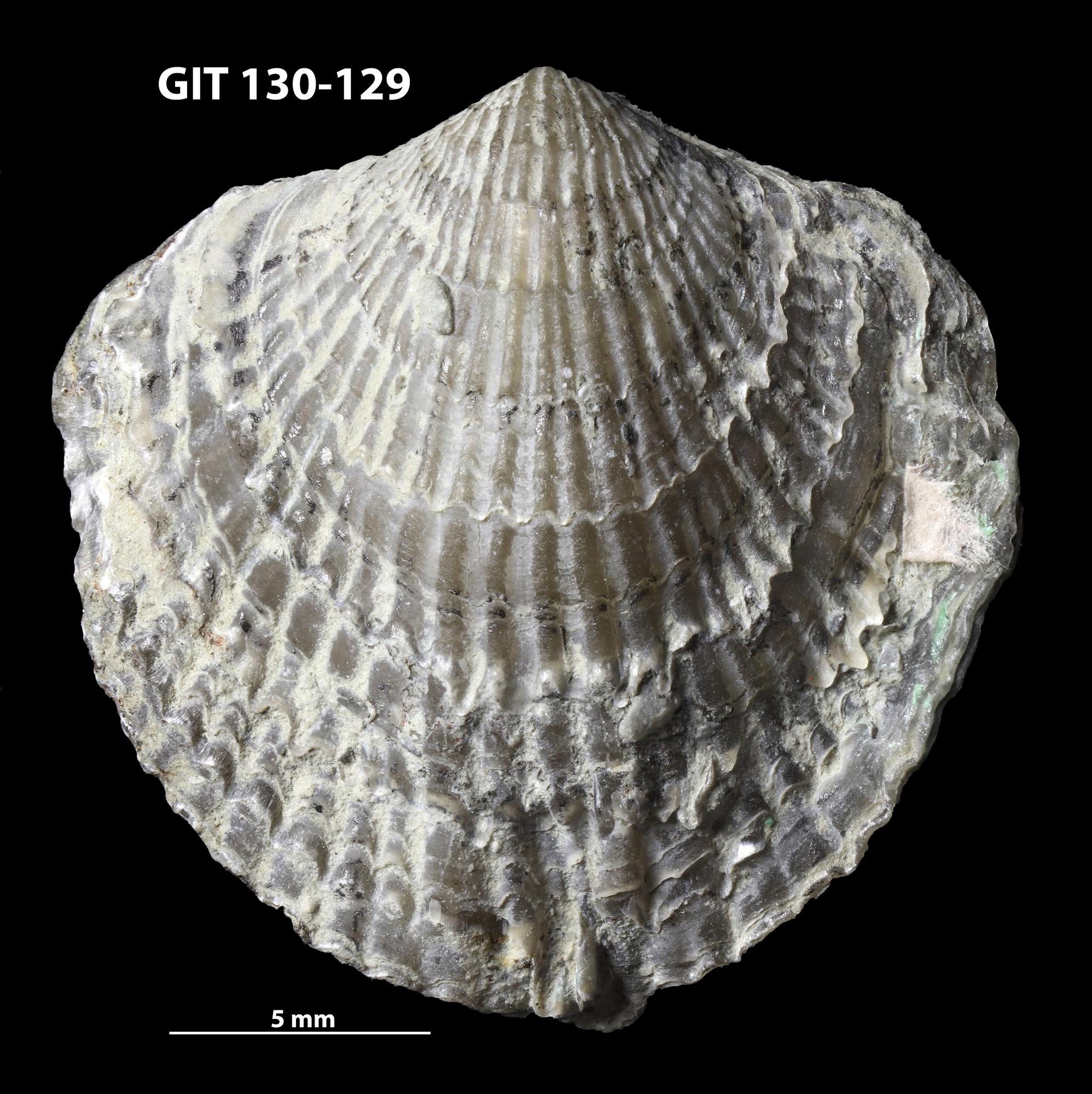 Atrypa | Fossiilid.info